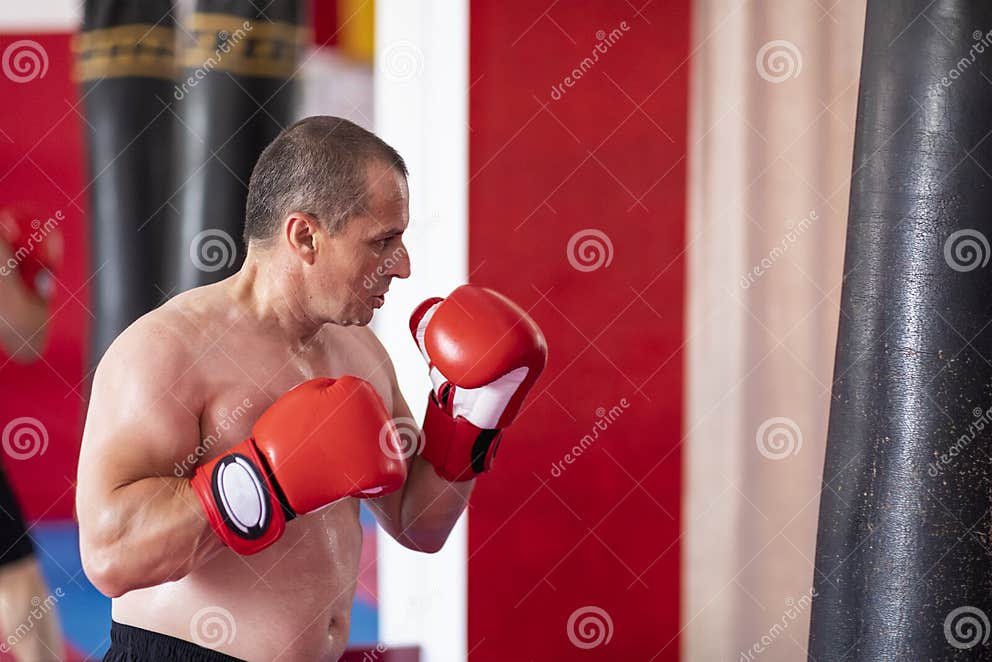 Boxer working stock photo. Image of mixedrace, exercising - 152993746