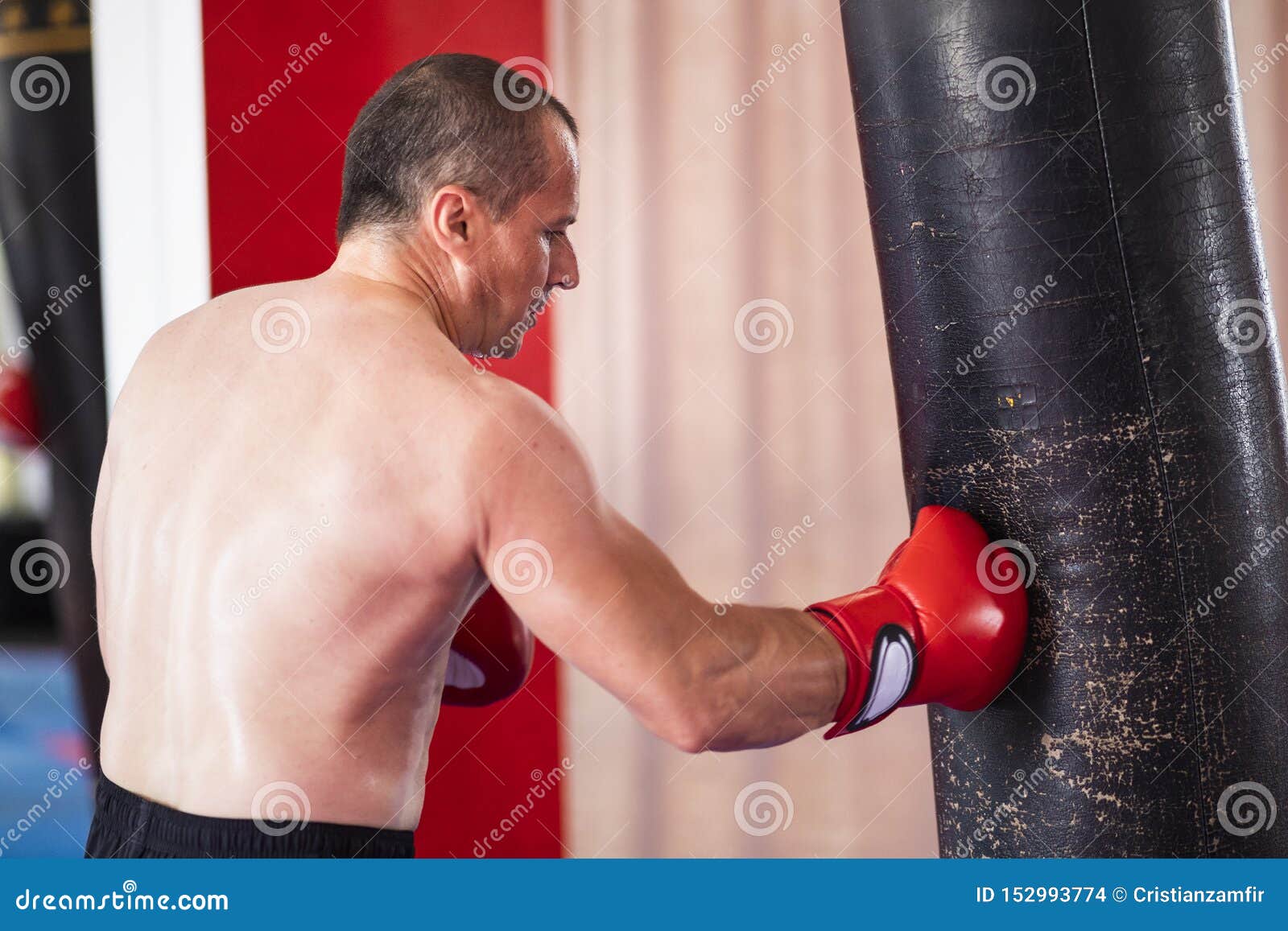 Boxer working stock photo. Image of heavy, indoors, care - 152993774