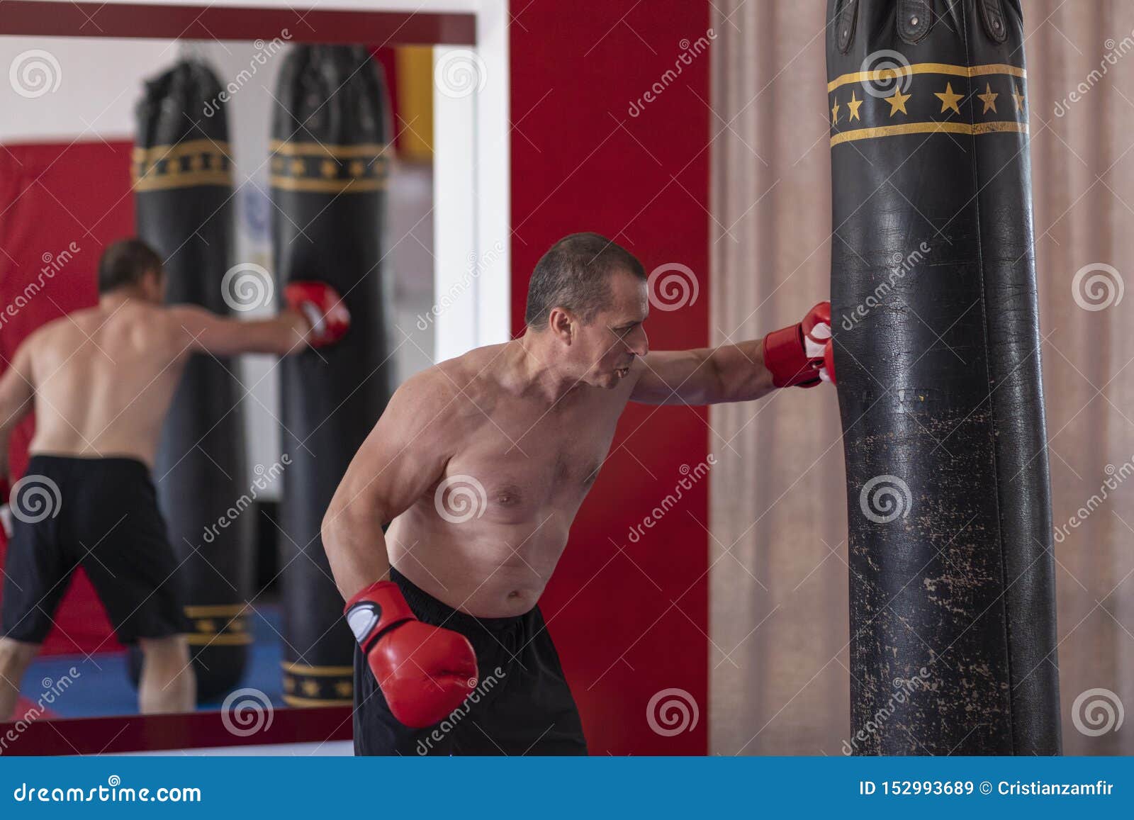 Boxer working stock image. Image of mixedrace, foreground - 152993689