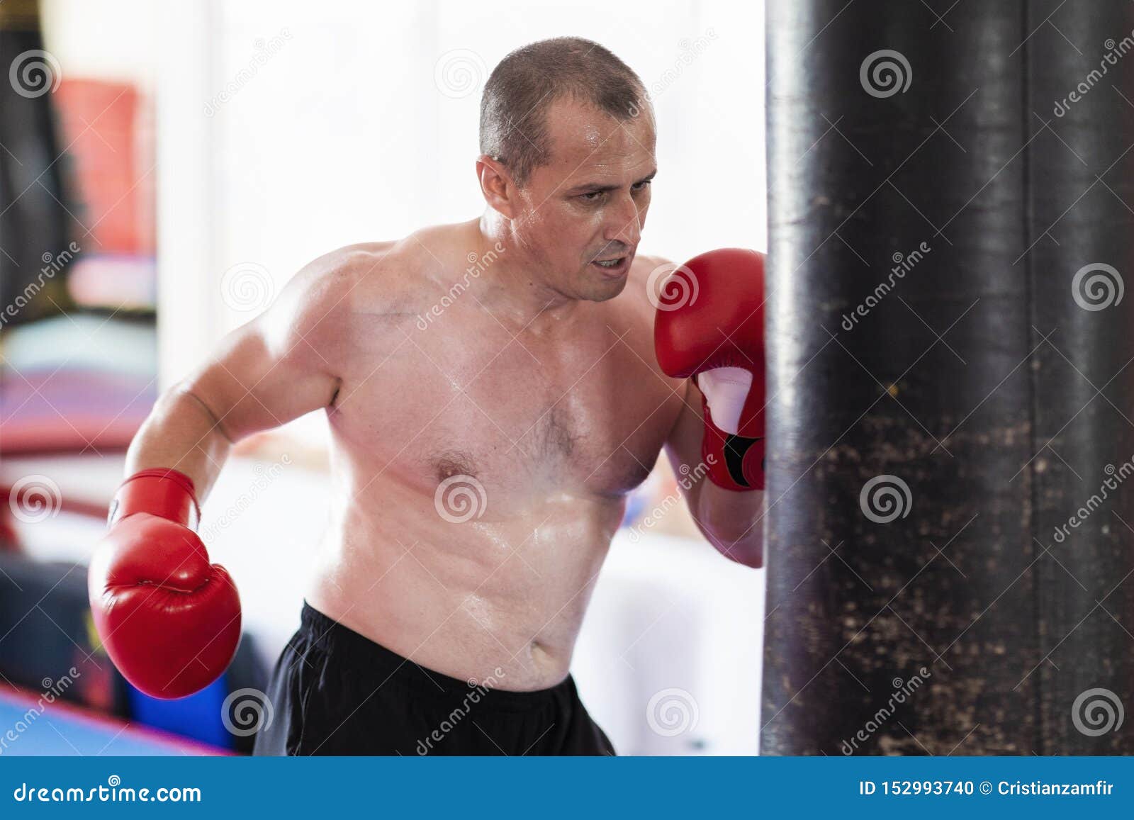 Boxer working stock photo. Image of improvement, lifestyle - 152993740