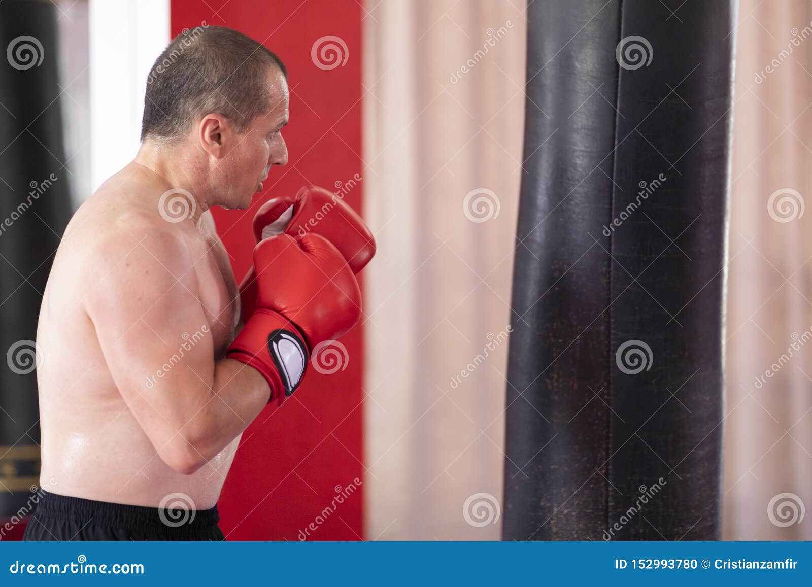 Boxer working stock photo. Image of body, glove, focused - 152993780