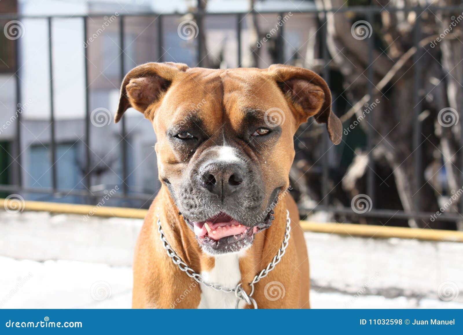Boxer01 stock photo. Image of domestico, mascota, brown - 11032598