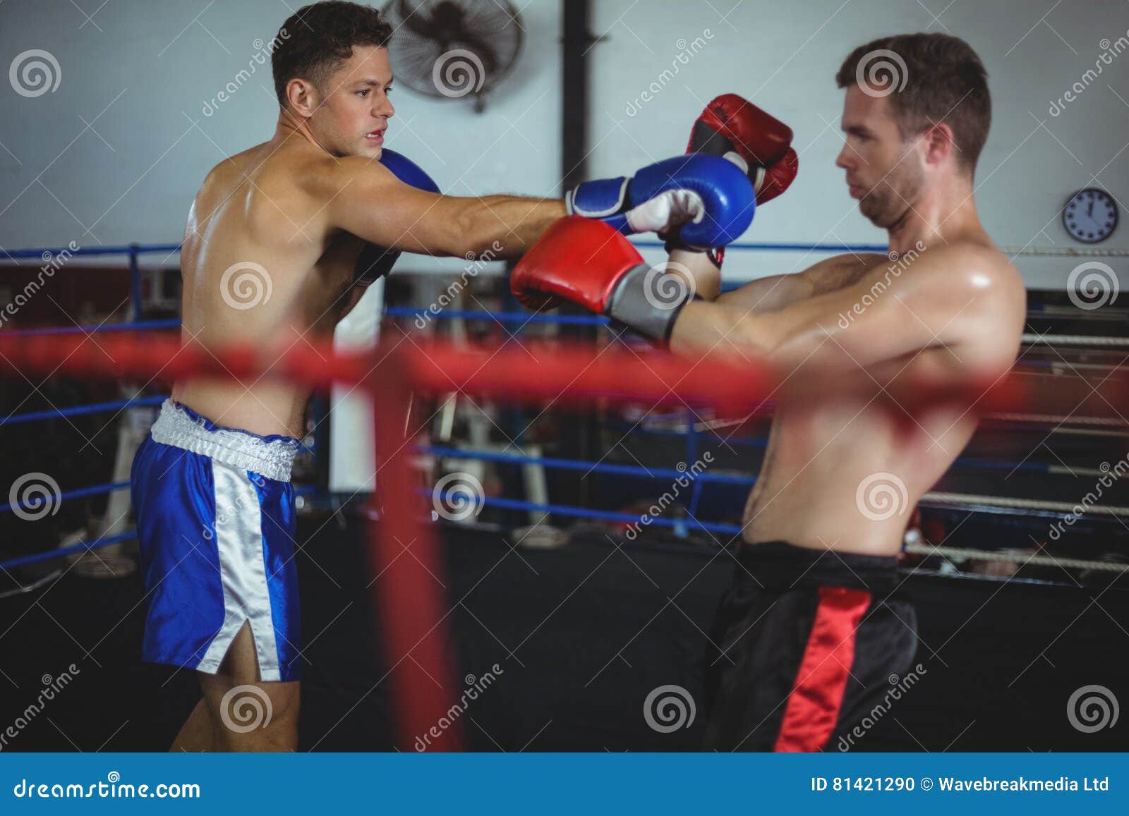 Boxers Fighting in Boxing Ring Stock Photo - Image of lifestyle, arts ...