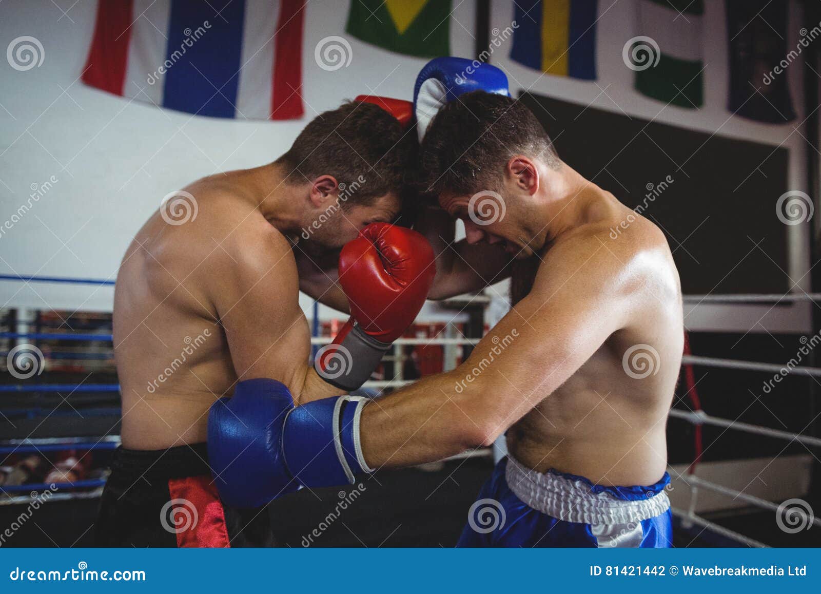 Boxers Fighting in Boxing Ring Stock Photo - Image of glove, active ...