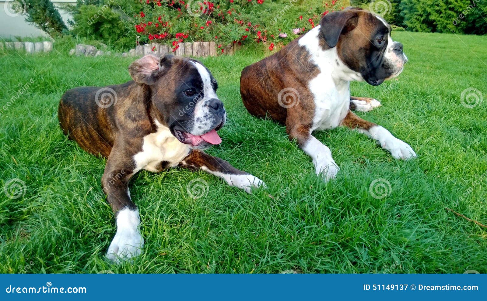 Boxers on the Grass, Boksery Stock Image - Image of boxers, mokradaach ...