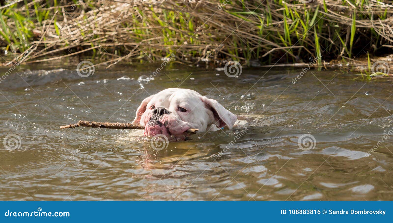 Boxers Play Outside in the Water Stock Photo - Image of boxer ...