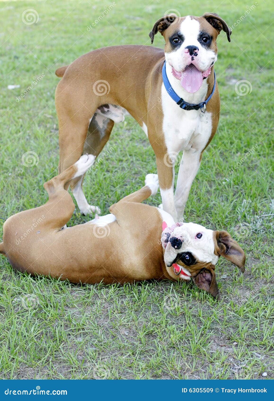Boxers playing stock image. Image of puppy, mixed, breed - 6305509
