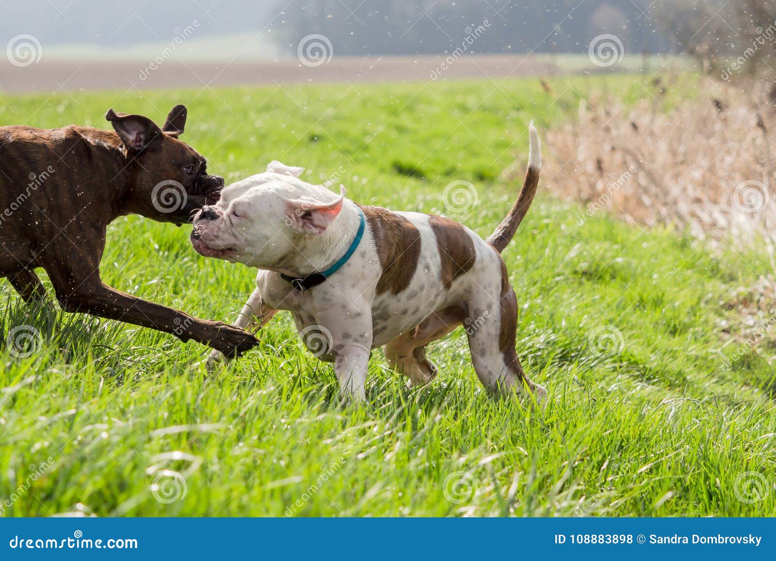 Boxers are Playing Outside in the Meadow Stock Photo - Image of brindle ...