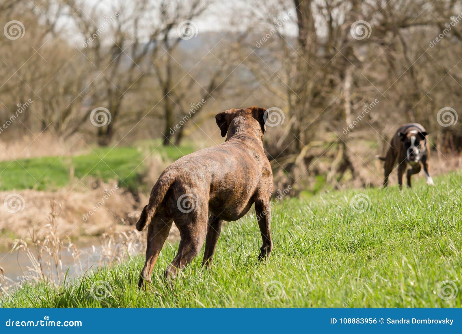 Boxers are Playing Outside in the Meadow Stock Photo - Image of ...