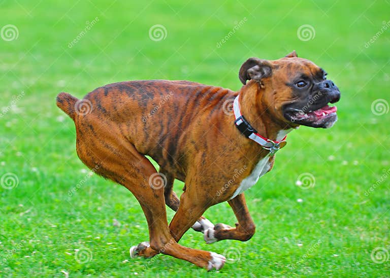Boxers running stock photo. Image of active, green, boxer - 20078794