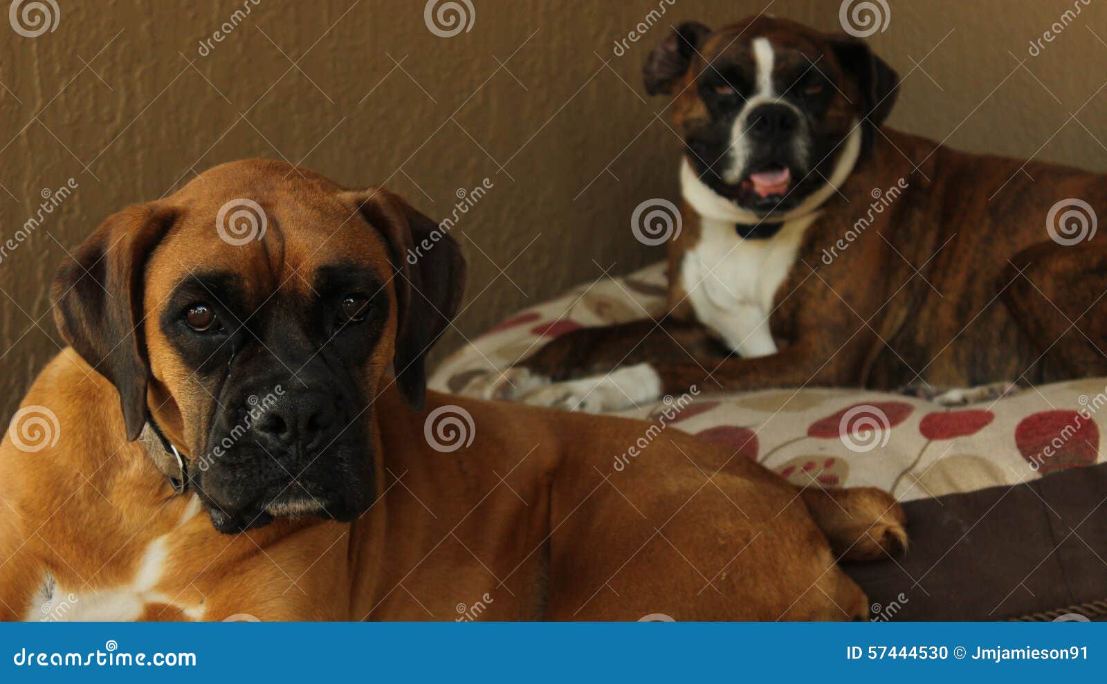 Boxers stock photo. Image of boxers, hanging, food, husky - 57444530