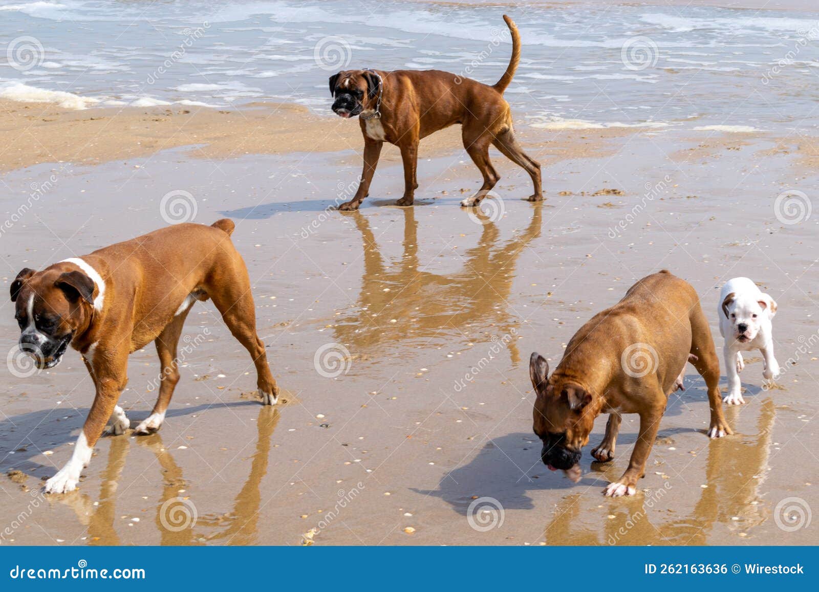 Boxers and White Guatemalan Bull Terrier Playing in the Beach Stock ...
