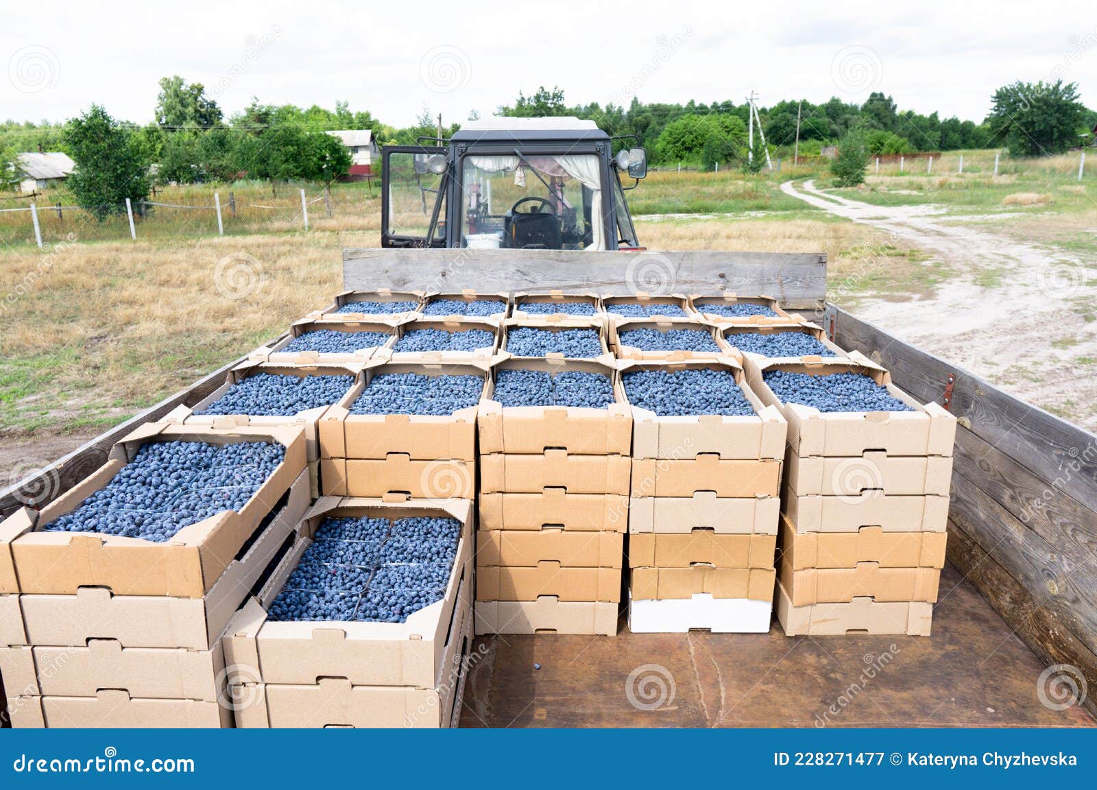 Boxes with Blueberries in a Tractor Carriage Stock Image - Image of ...