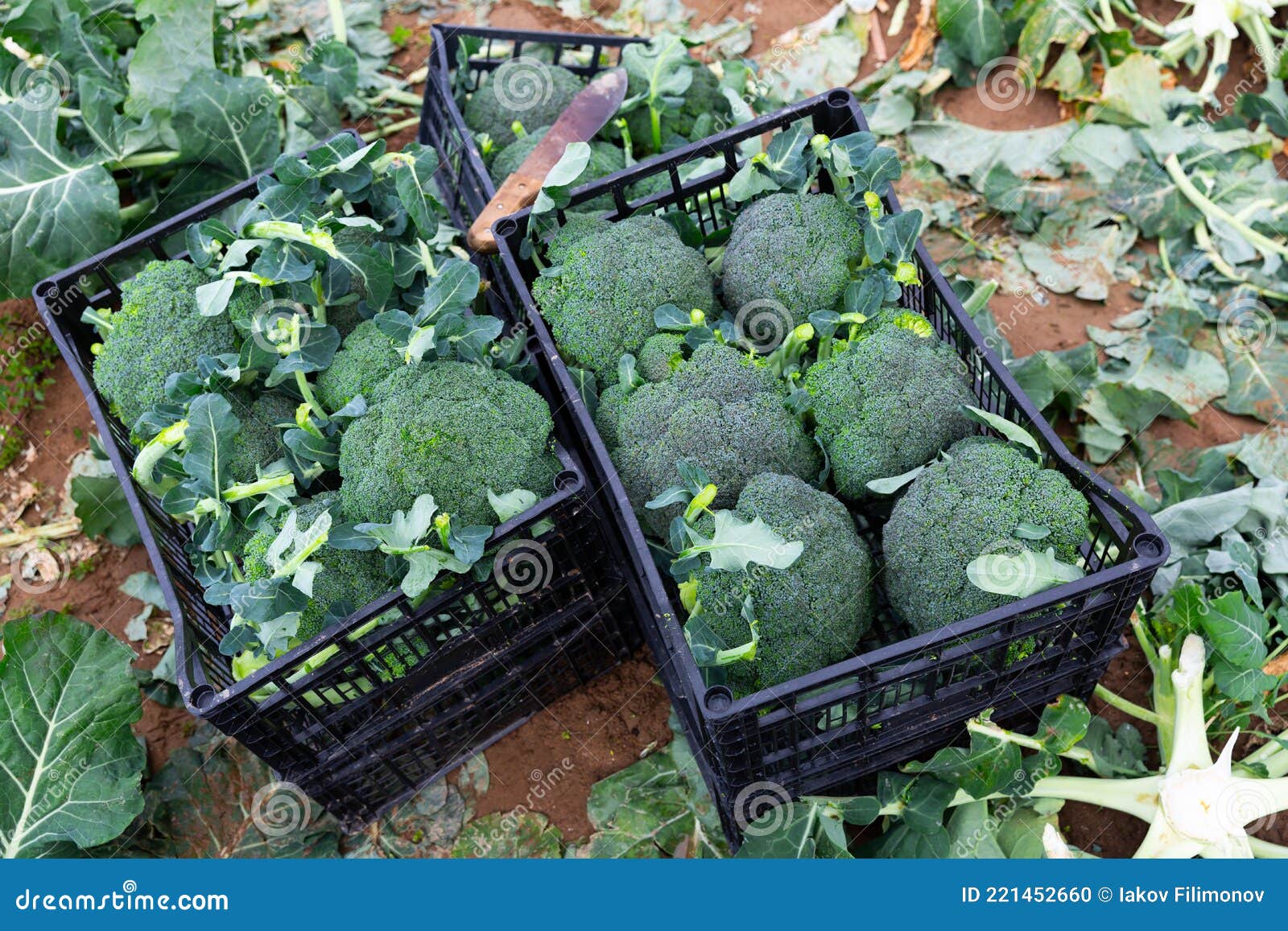 Boxes with Broccoli on Farm Field Stock Photo - Image of land, industry ...
