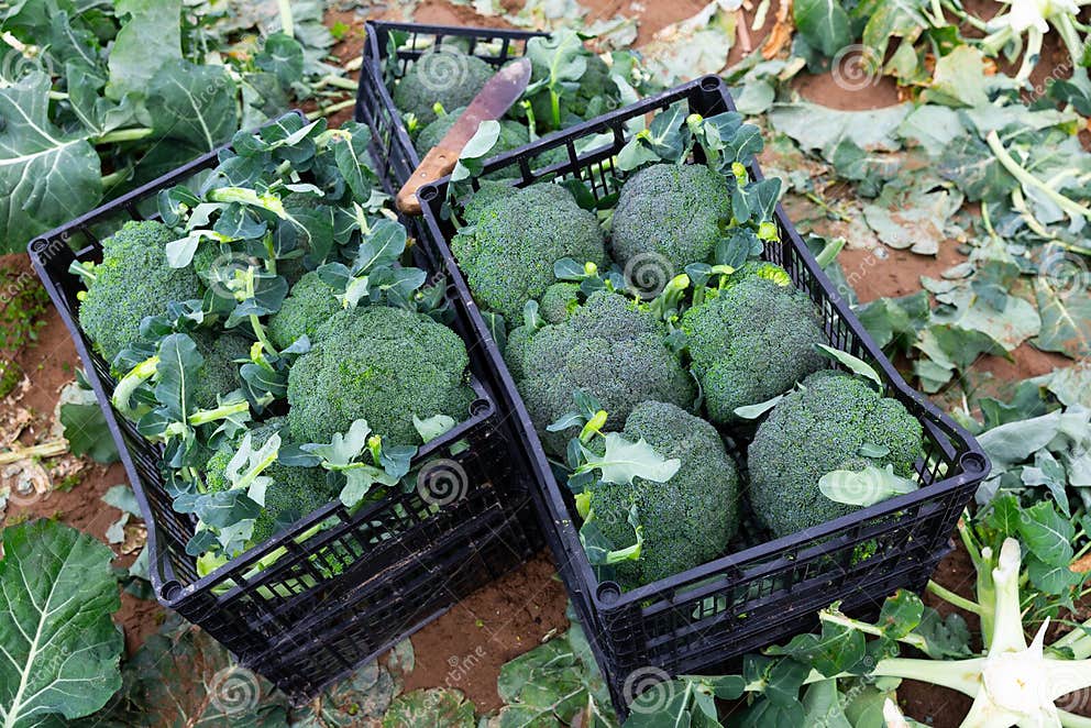 Boxes with Broccoli on Farm Field Stock Photo - Image of land, industry ...