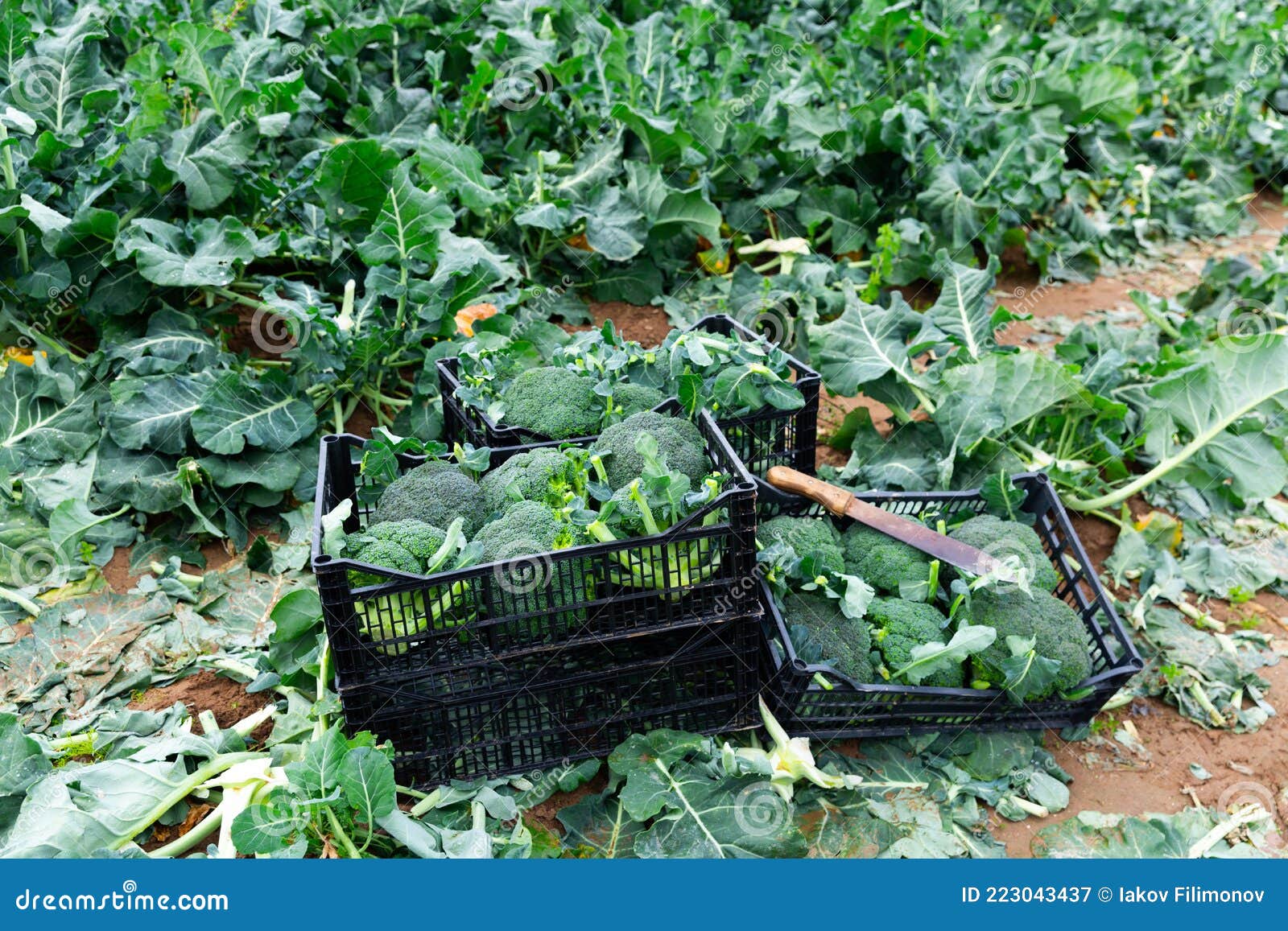 Boxes with Broccoli on Farm Field Stock Image - Image of farm ...