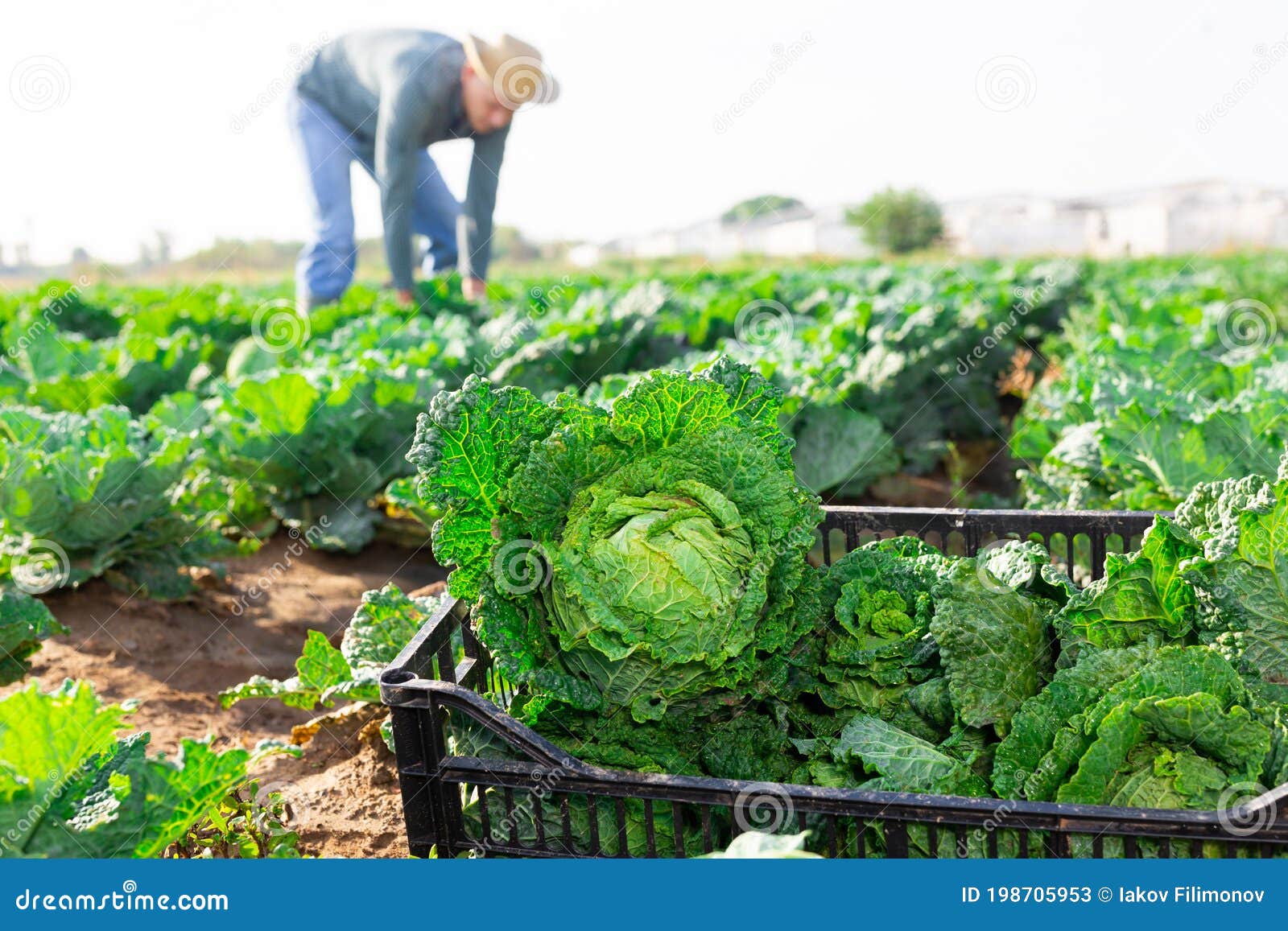 Boxes with Cabbage on the Farm Field Stock Image - Image of rustic ...