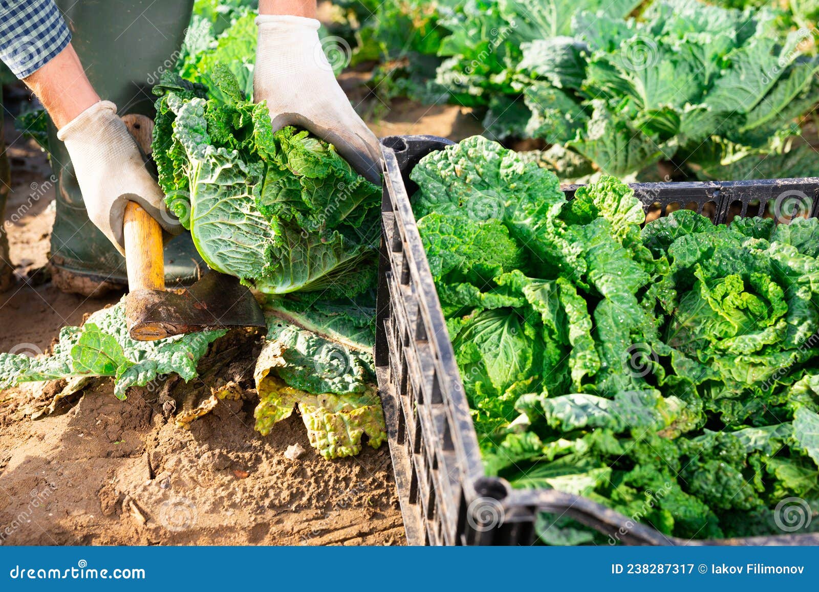 Boxes with Cabbage on the Farm Field Stock Image - Image of healthy ...