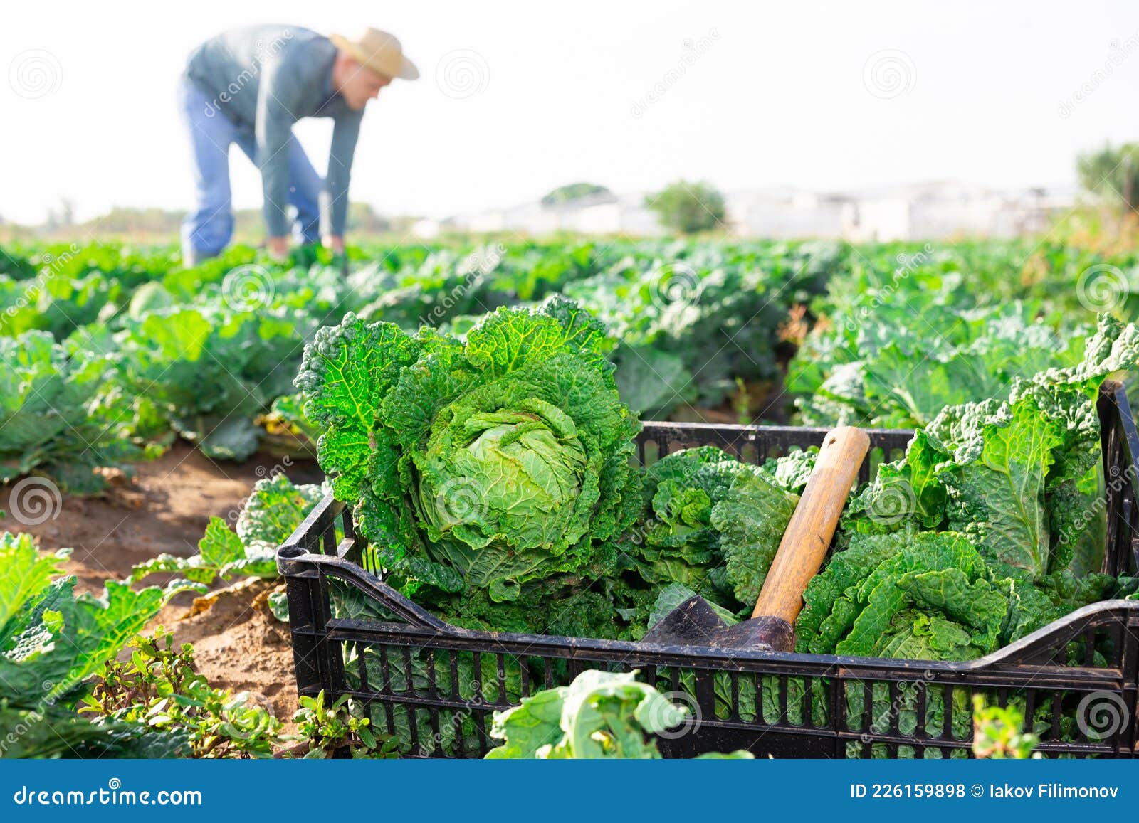 Boxes with Cabbage on the Farm Field Stock Photo - Image of organic ...