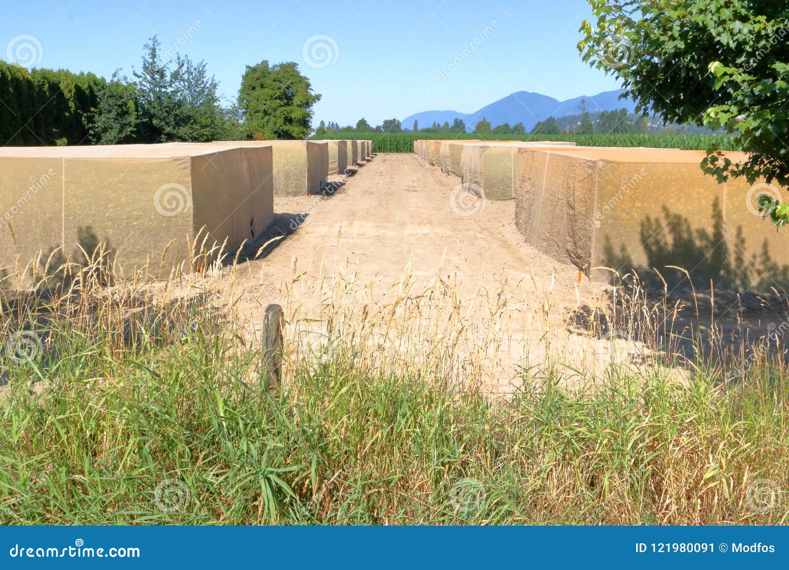 Agricultural Boxes Containing Crops Stock Image - Image of seeding ...