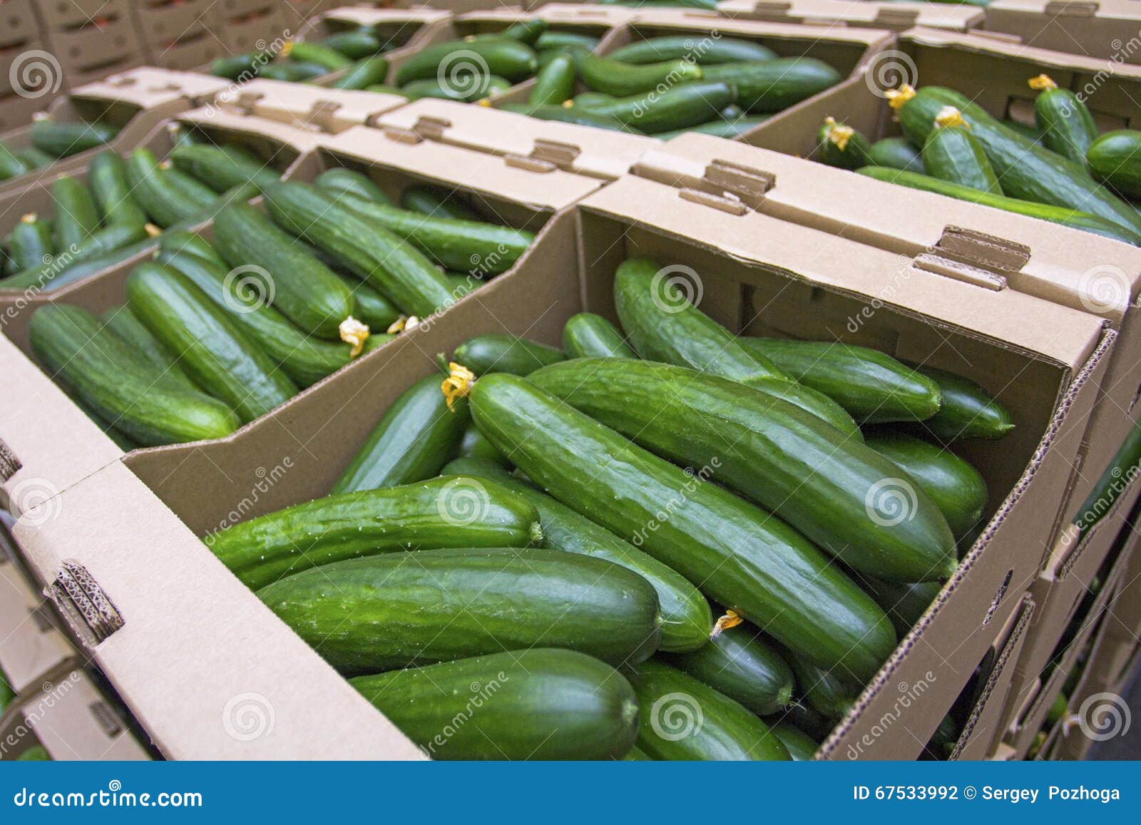 The boxes cucumbers. stock photo. Image of cucumber, growing - 67533992