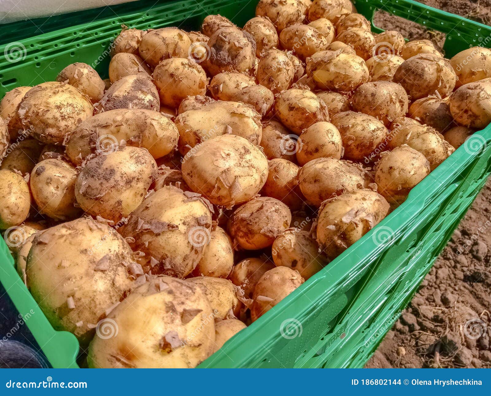 Boxes Filled with Potatoes Ready To Be Shipped Supermarkets. Stock ...