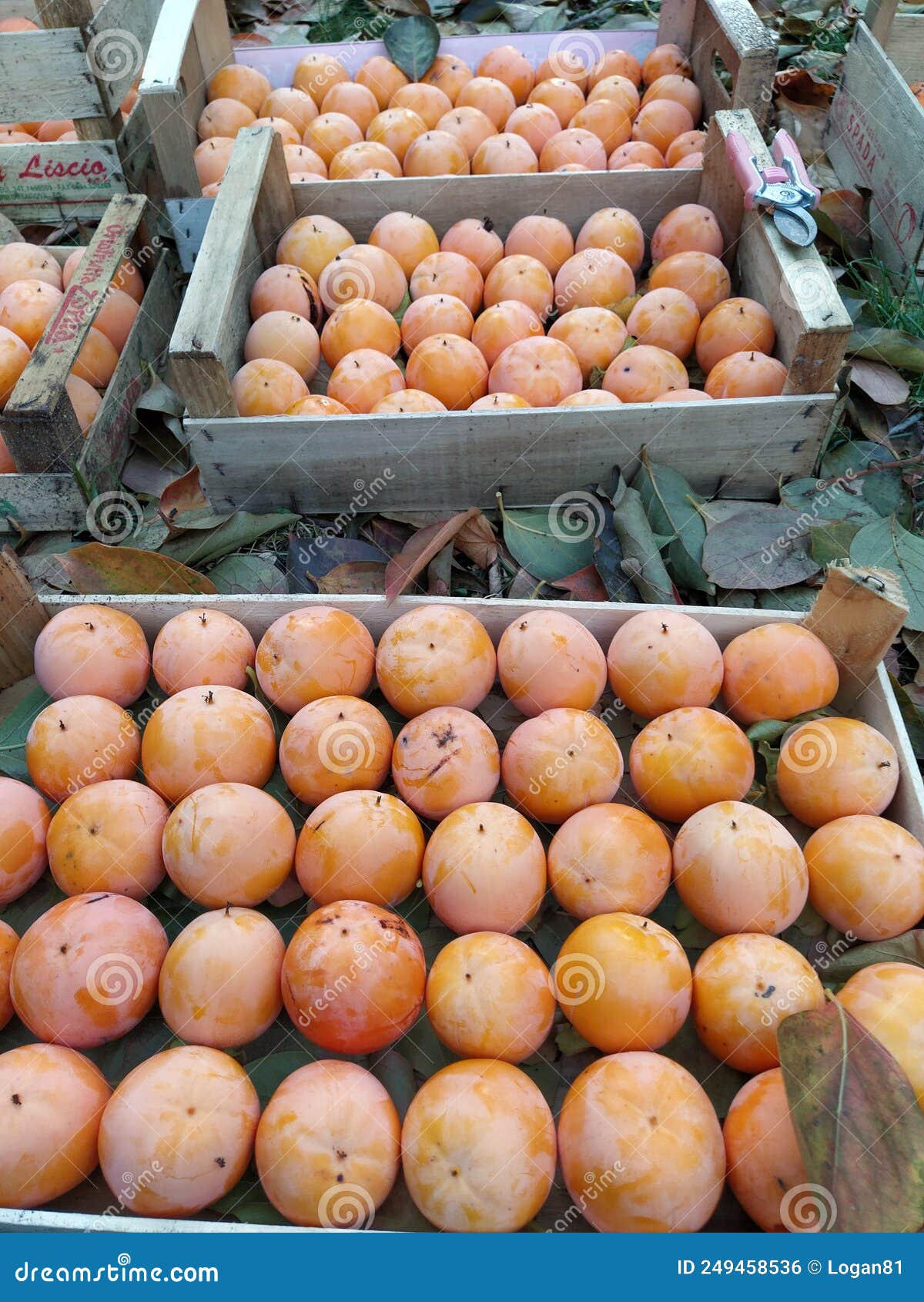 Boxes Full of Persimmon Fruit Just Kept Stock Photo - Image of basket ...