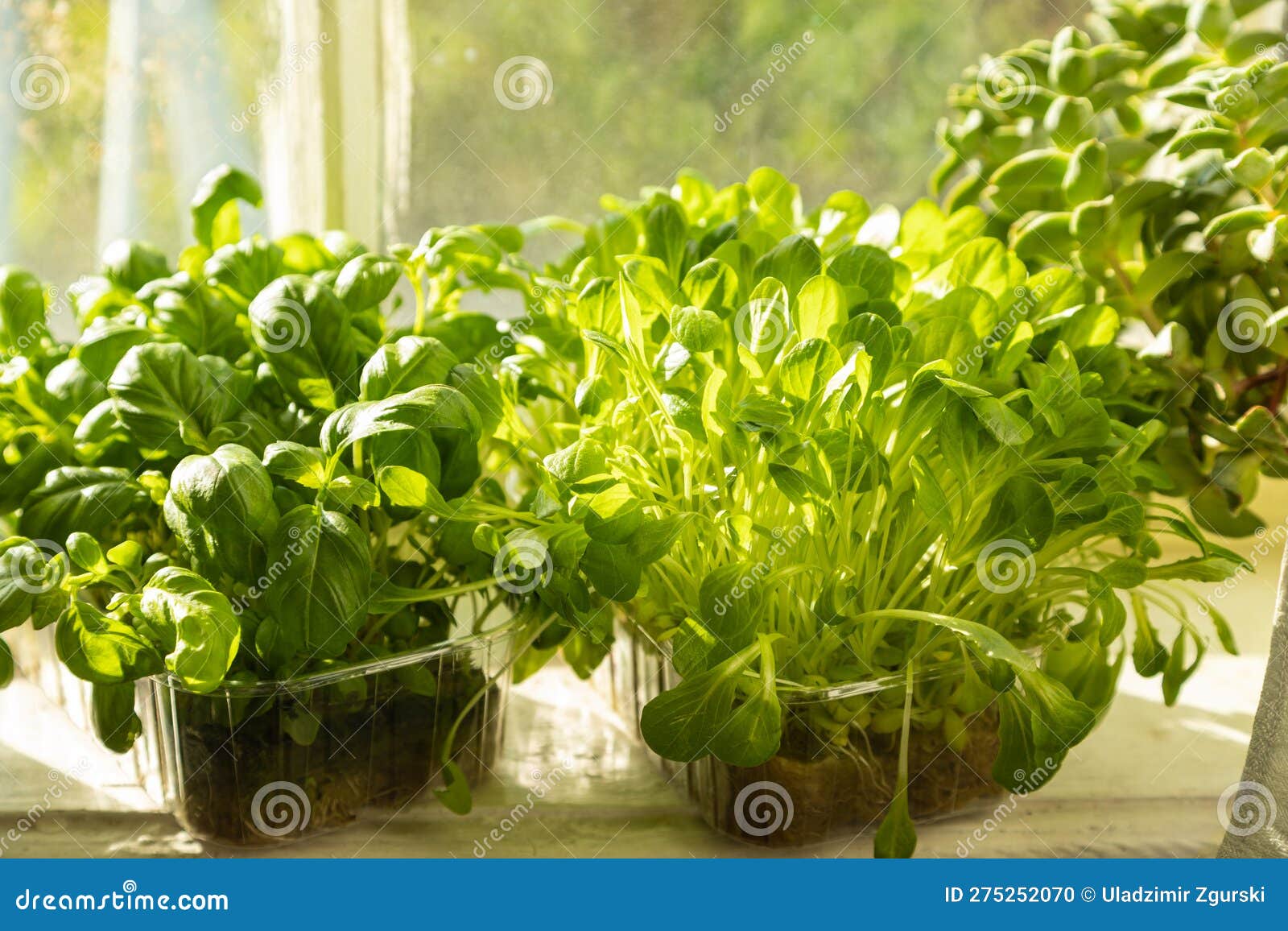 Boxes with Microgreen Sprouts of Lettuce and Basil on White Windowsill ...