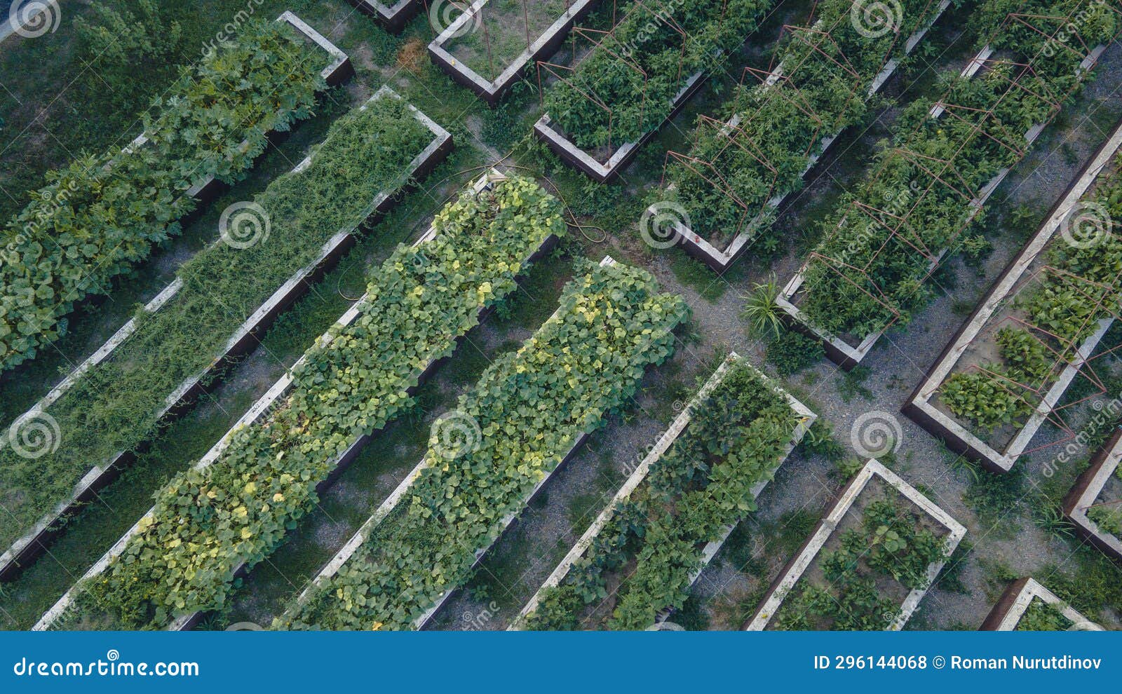 Boxes with Plants on a Plantation Stock Photo - Image of greenhouse ...