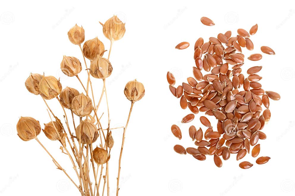 Boxes of Ripe Flax Seed Isolated on White Background Stock Image ...