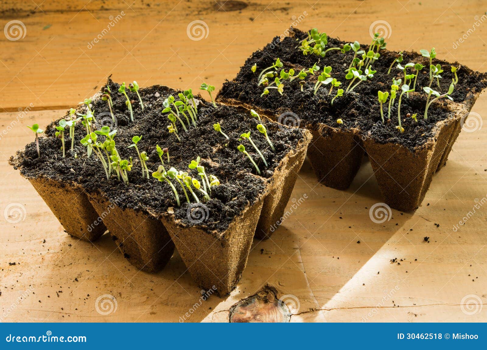 Boxes with seedlings stock photo. Image of wooden, leaf - 30462518
