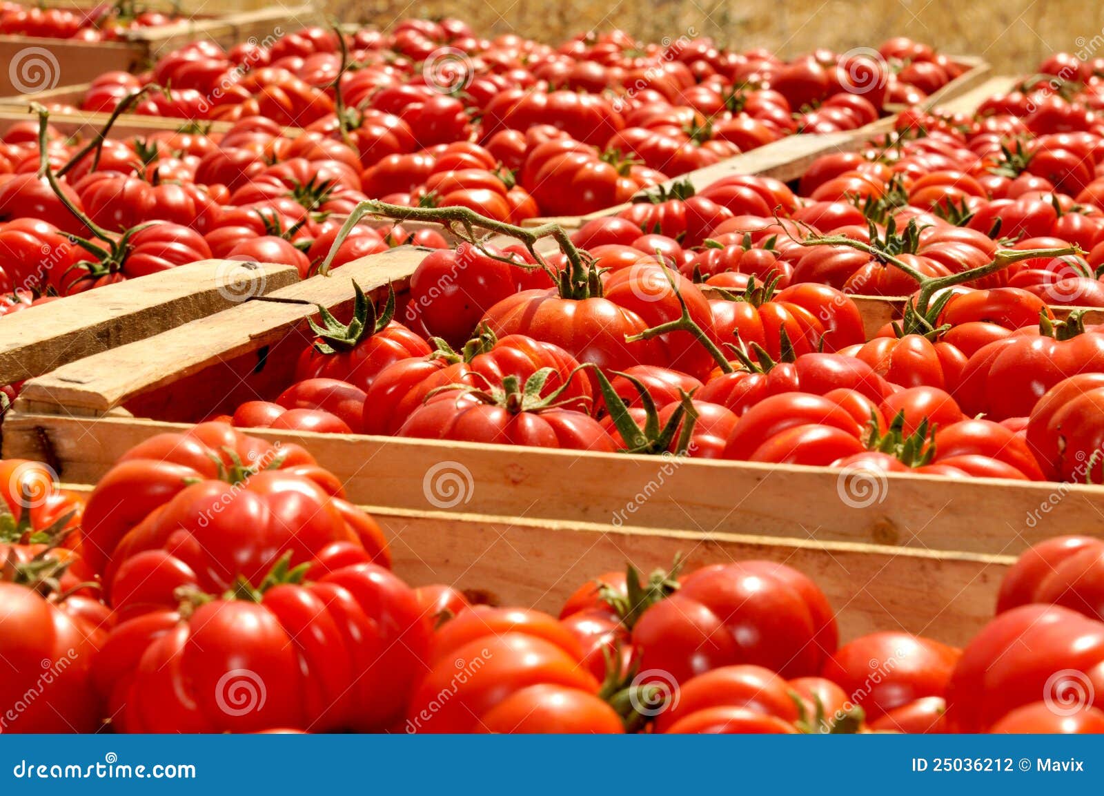 Boxes with tomatoes stock photo. Image of hands, juicy - 25036212