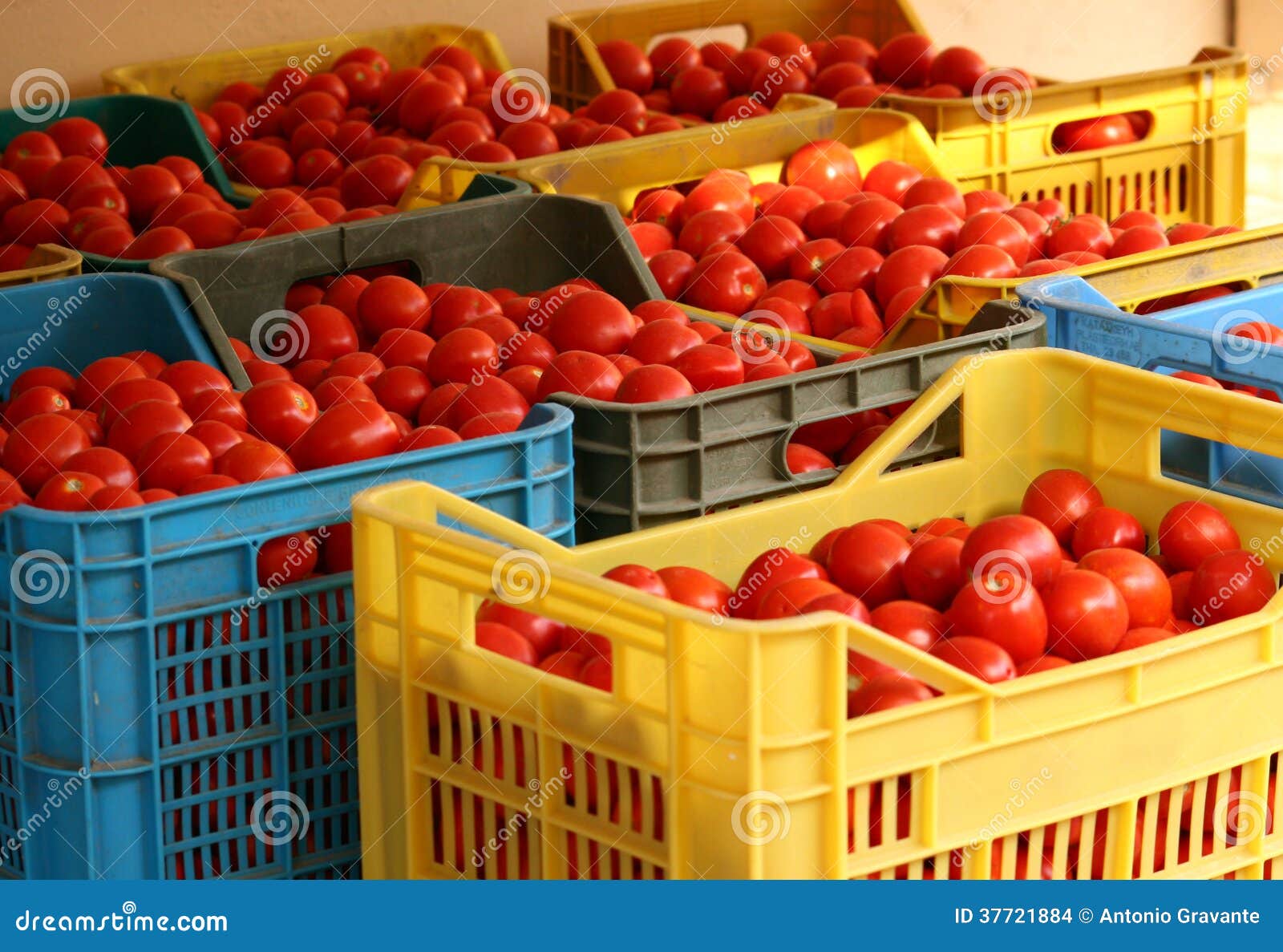 Boxes of tomatoes stock photo. Image of fresh, storage - 37721884