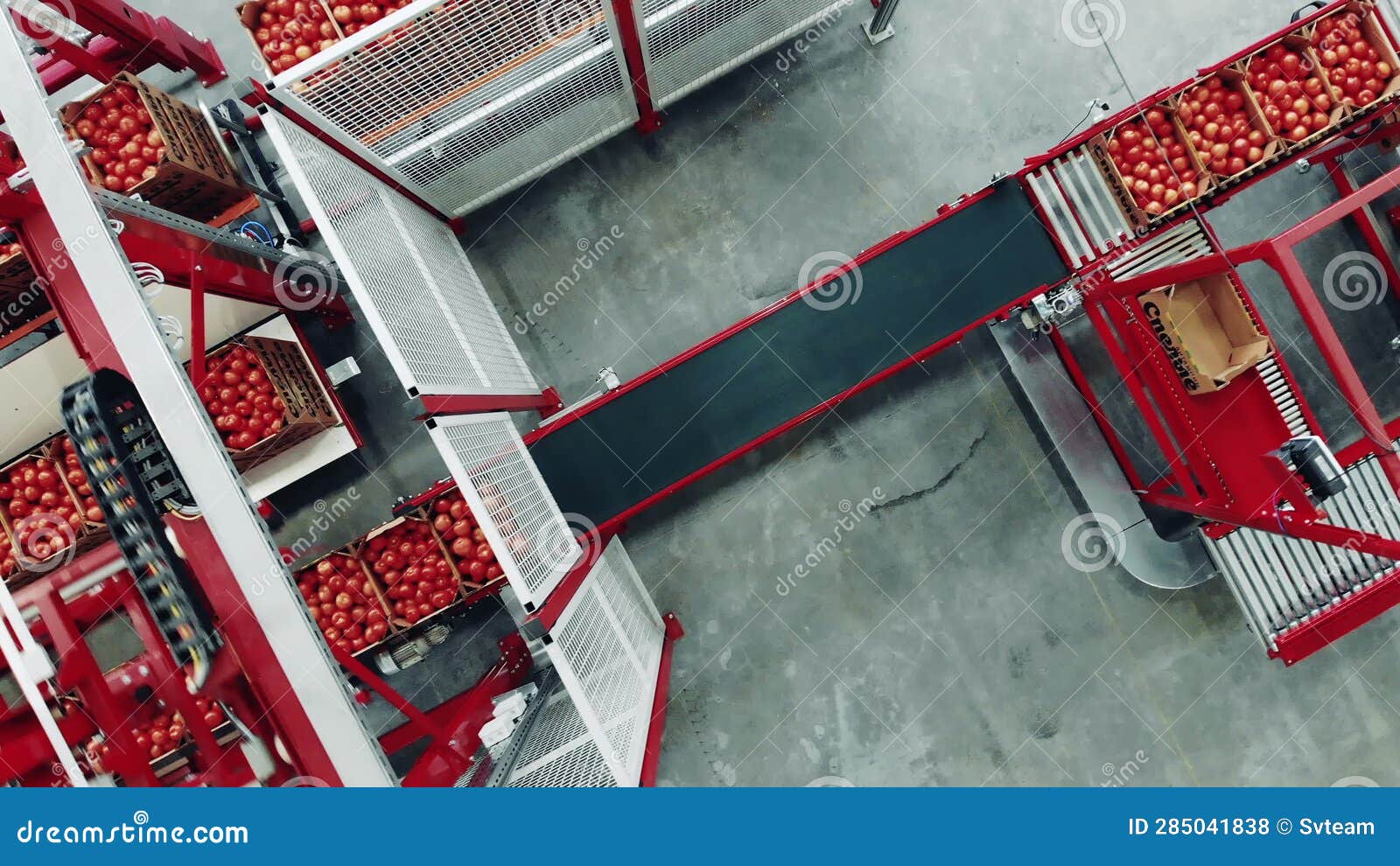 Boxes with Tomatoes are Getting Relocated Inside of a Conveyor Stock ...