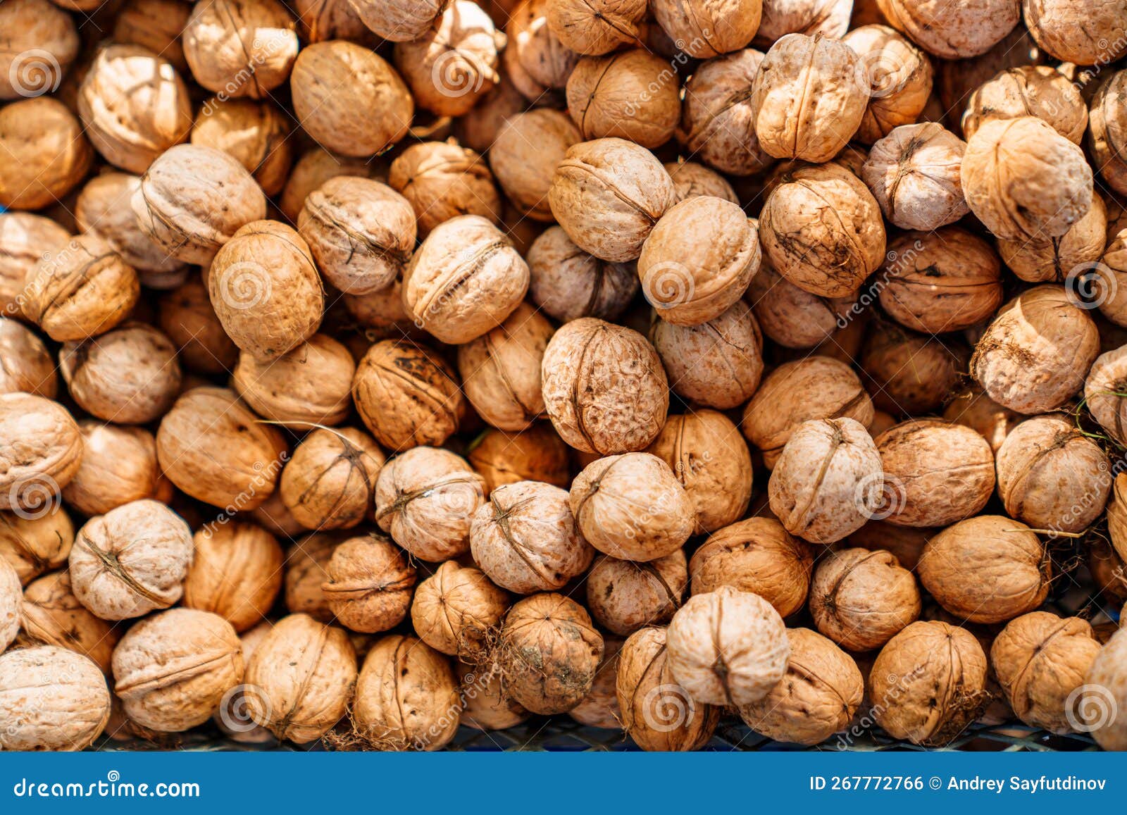 Boxes of Walnuts. Harvesting Nuts on the Farm. Stock Photo - Image of ...