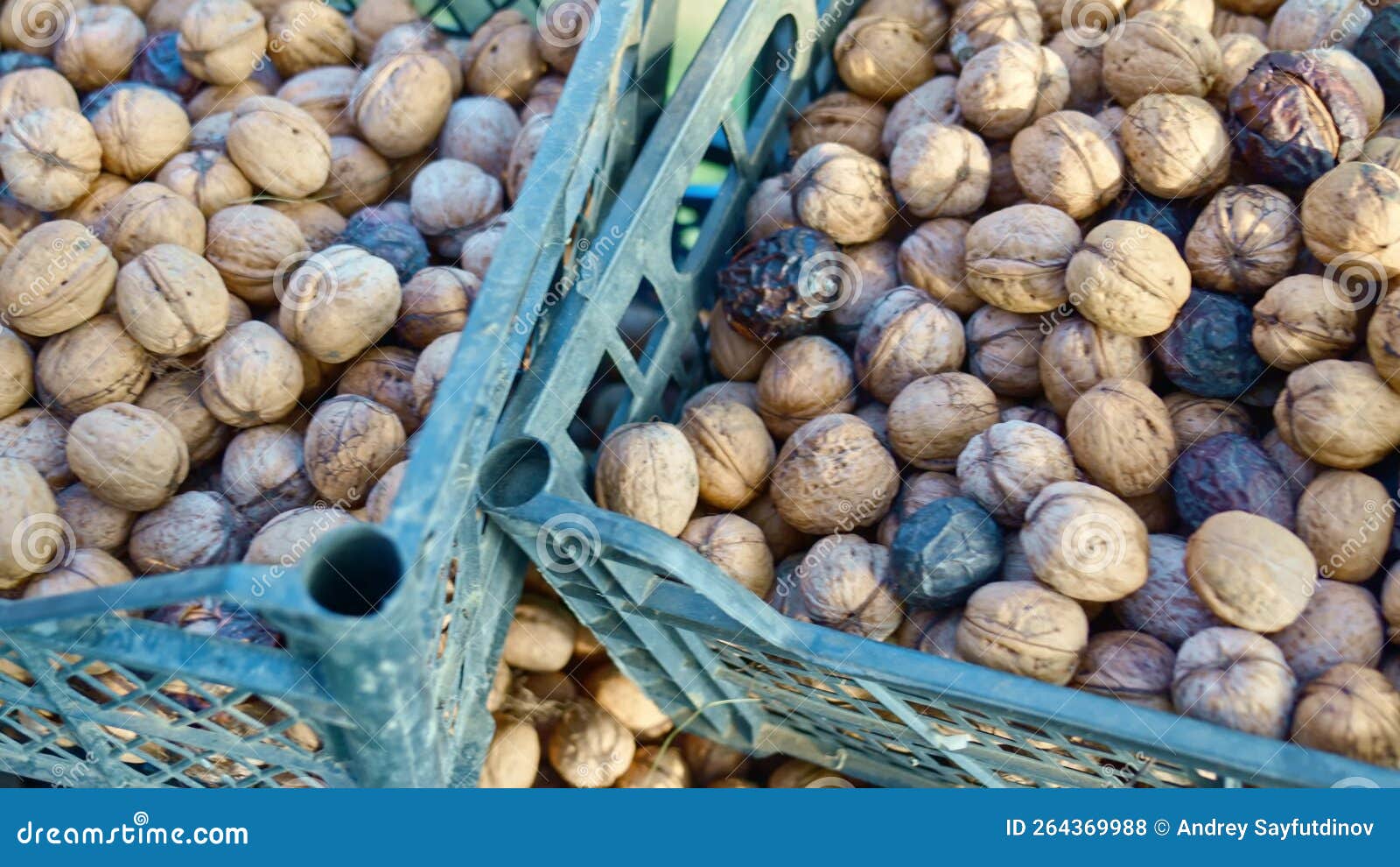 Boxes of Walnuts. Harvesting Nuts on the Farm. Stock Footage - Video of ...