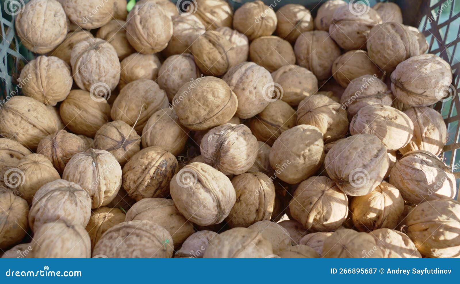 Boxes of Walnuts. Harvesting Nuts on the Farm. Stock Video - Video of ...