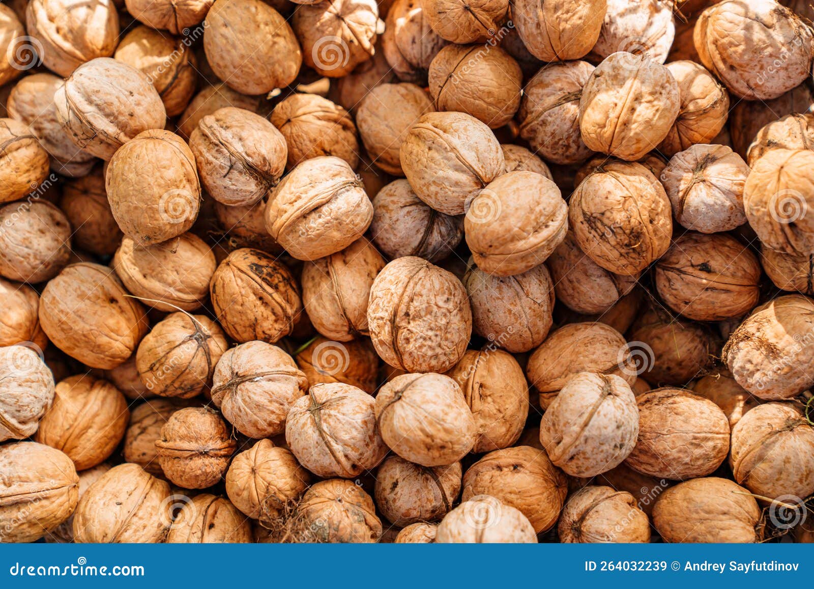 Boxes of Walnuts. Harvesting Nuts on the Farm. Stock Image - Image of ...