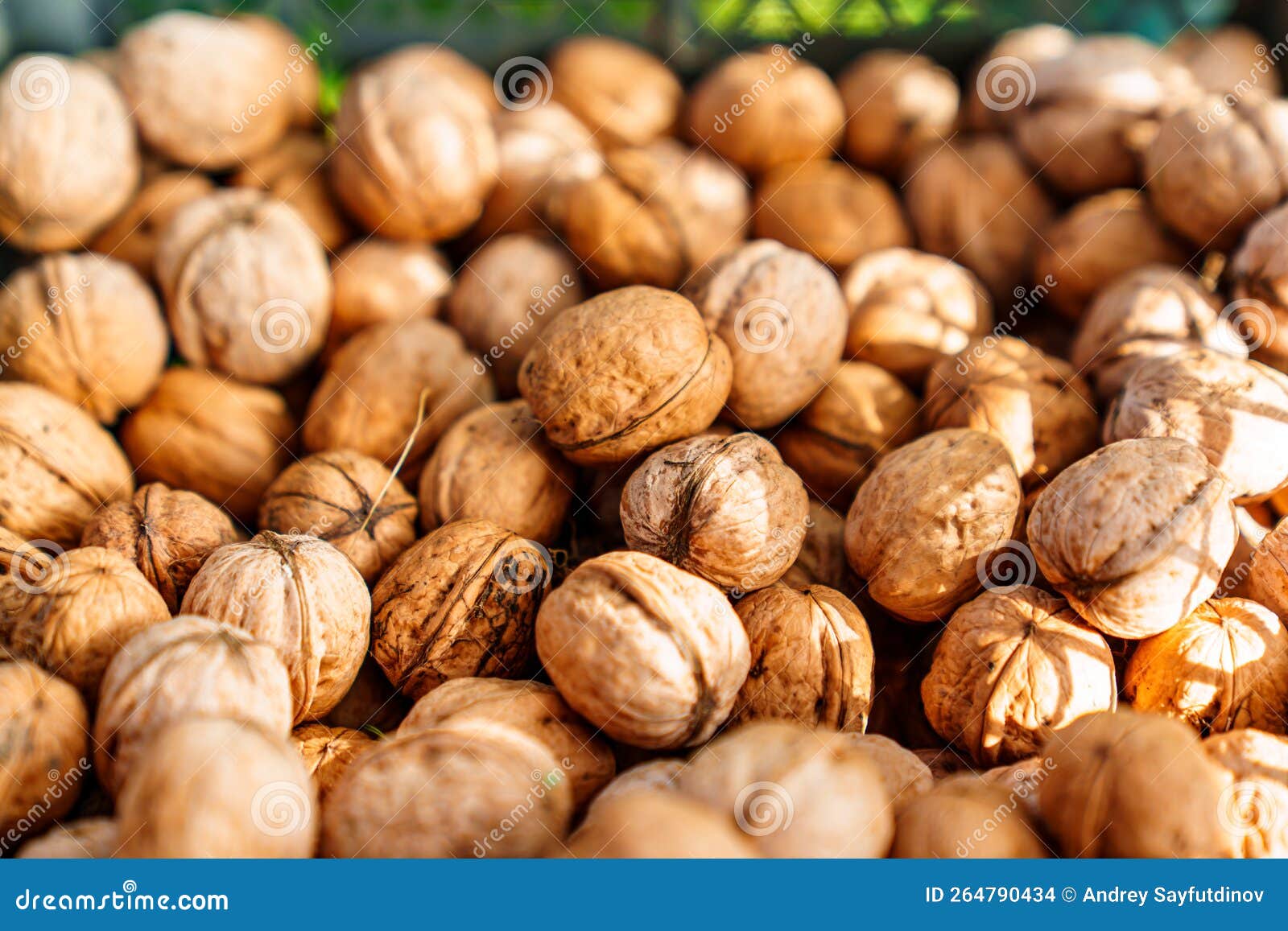 Boxes of Walnuts. Harvesting Nuts on the Farm. Stock Photo - Image of ...
