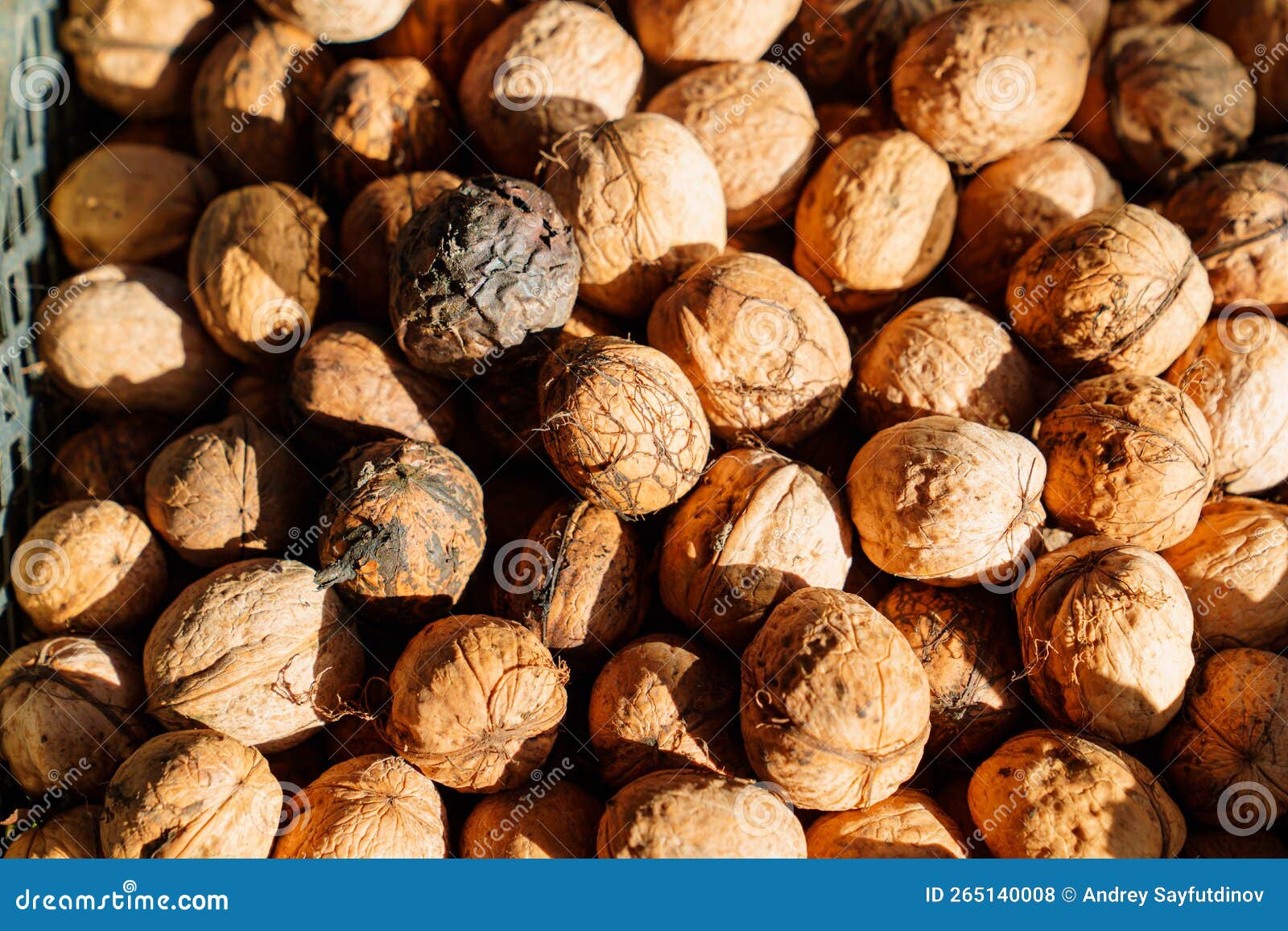 Boxes of Walnuts. Harvesting Nuts on the Farm. Stock Photo - Image of ...