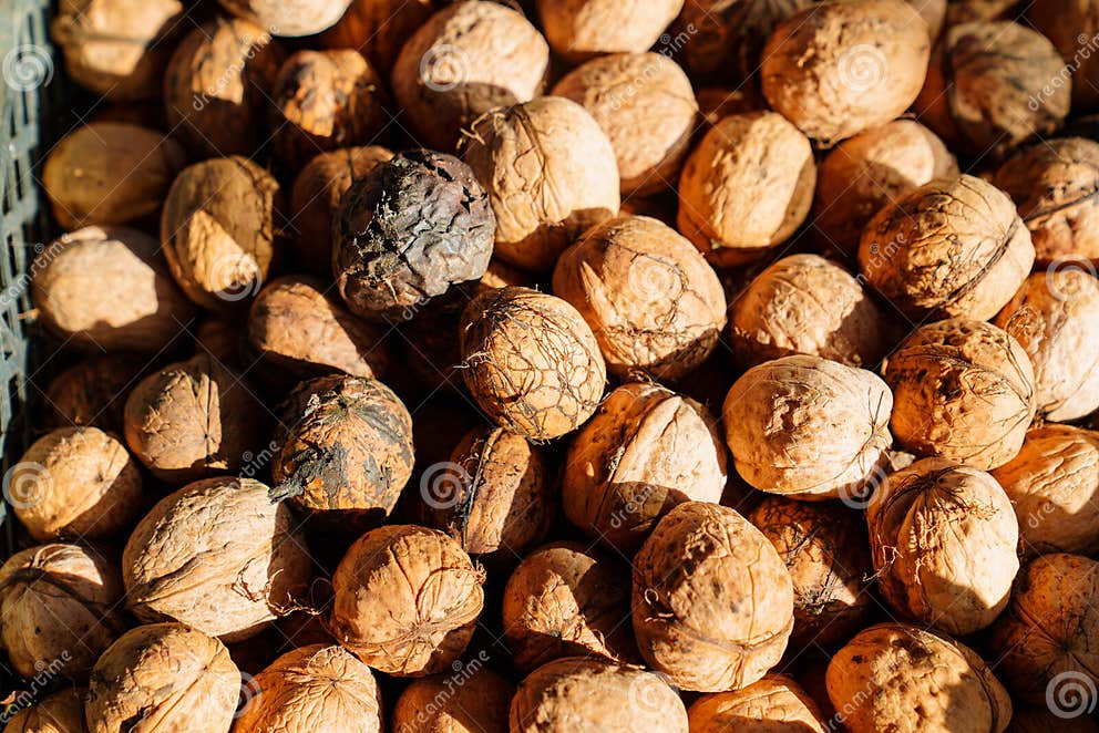 Boxes of Walnuts. Harvesting Nuts on the Farm. Stock Photo - Image of ...