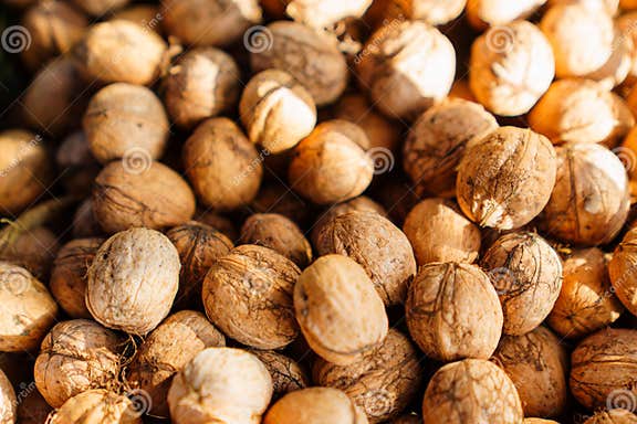 Boxes of Walnuts. Harvesting Nuts on the Farm. Stock Photo - Image of ...