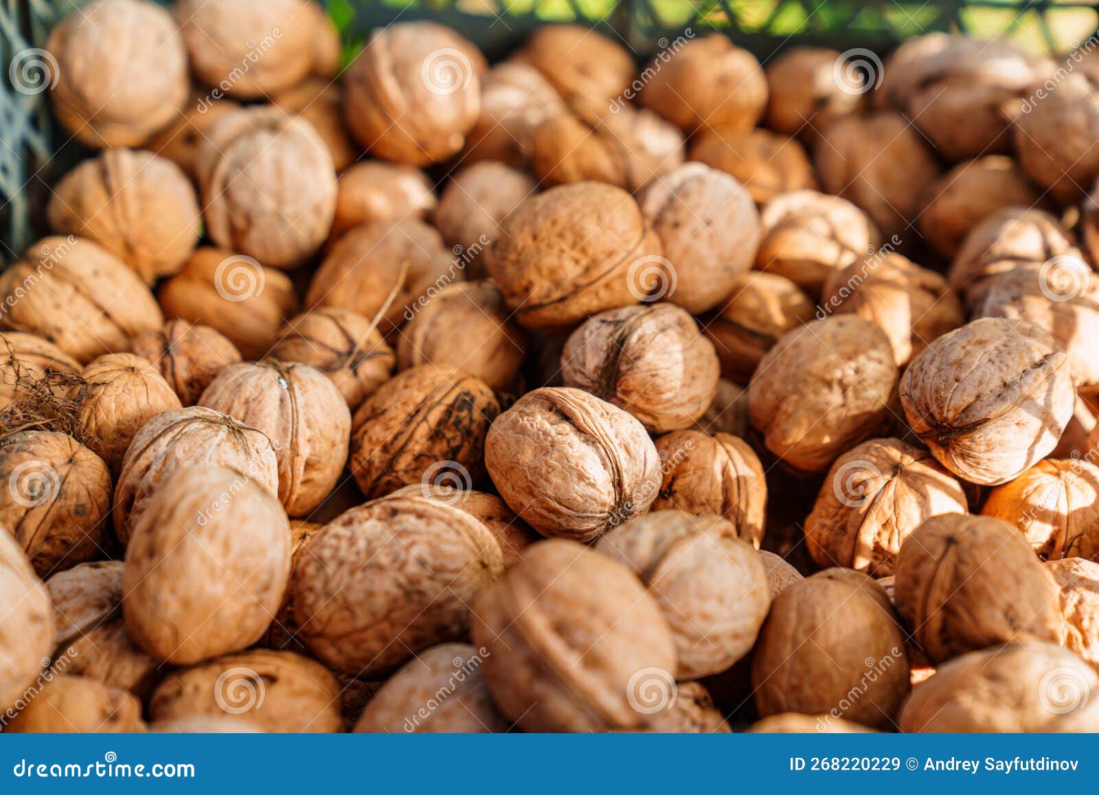 Boxes of Walnuts. Harvesting Nuts on the Farm. Stock Image - Image of ...