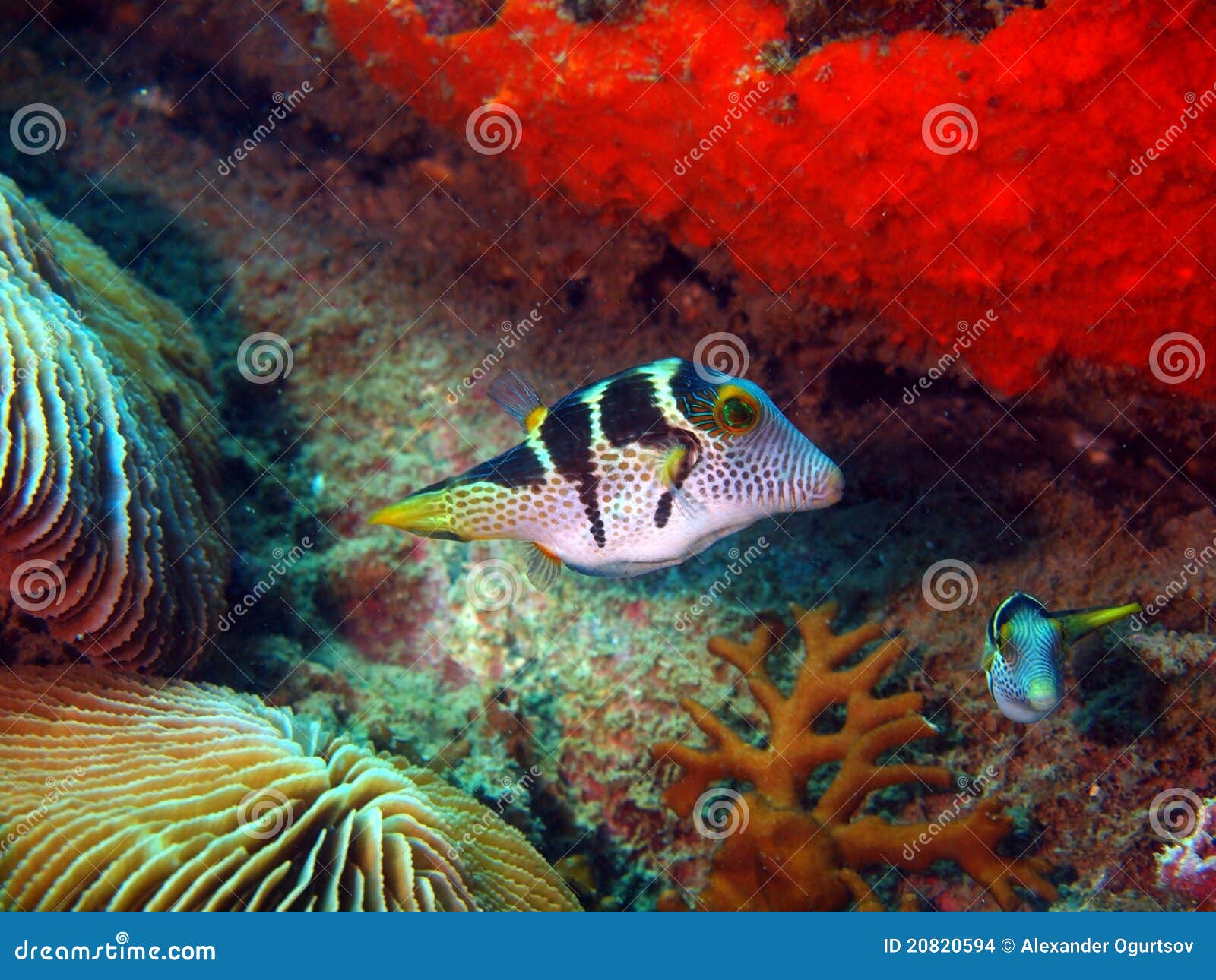 Boxfish stock photo. Image of water, tropic, reef, fish - 20820594