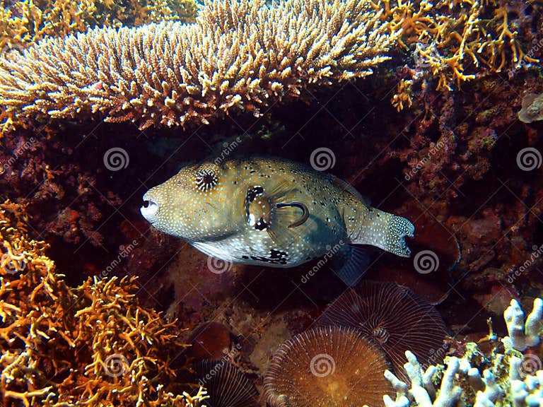 Boxfish imagen de archivo. Imagen de agua, animales, coral - 20902699