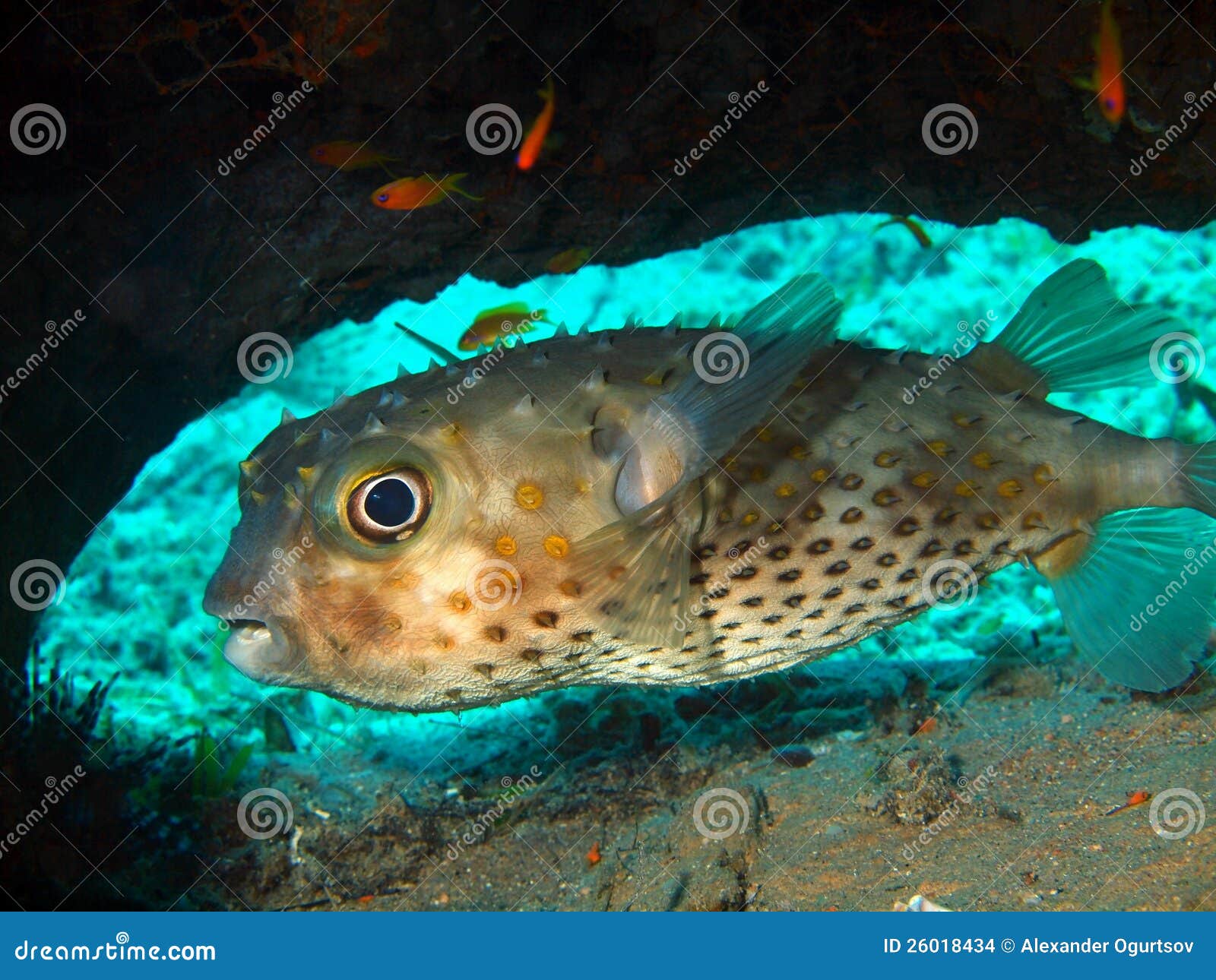 Boxfish stock photo. Image of nature, animal, dive, ocean - 26018434
