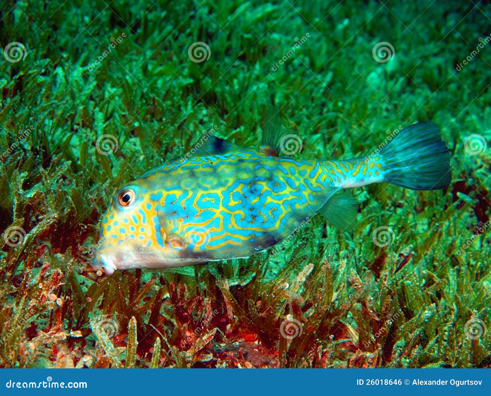 Boxfish foto de stock. Imagem de peixes, recife, fauna - 26018646