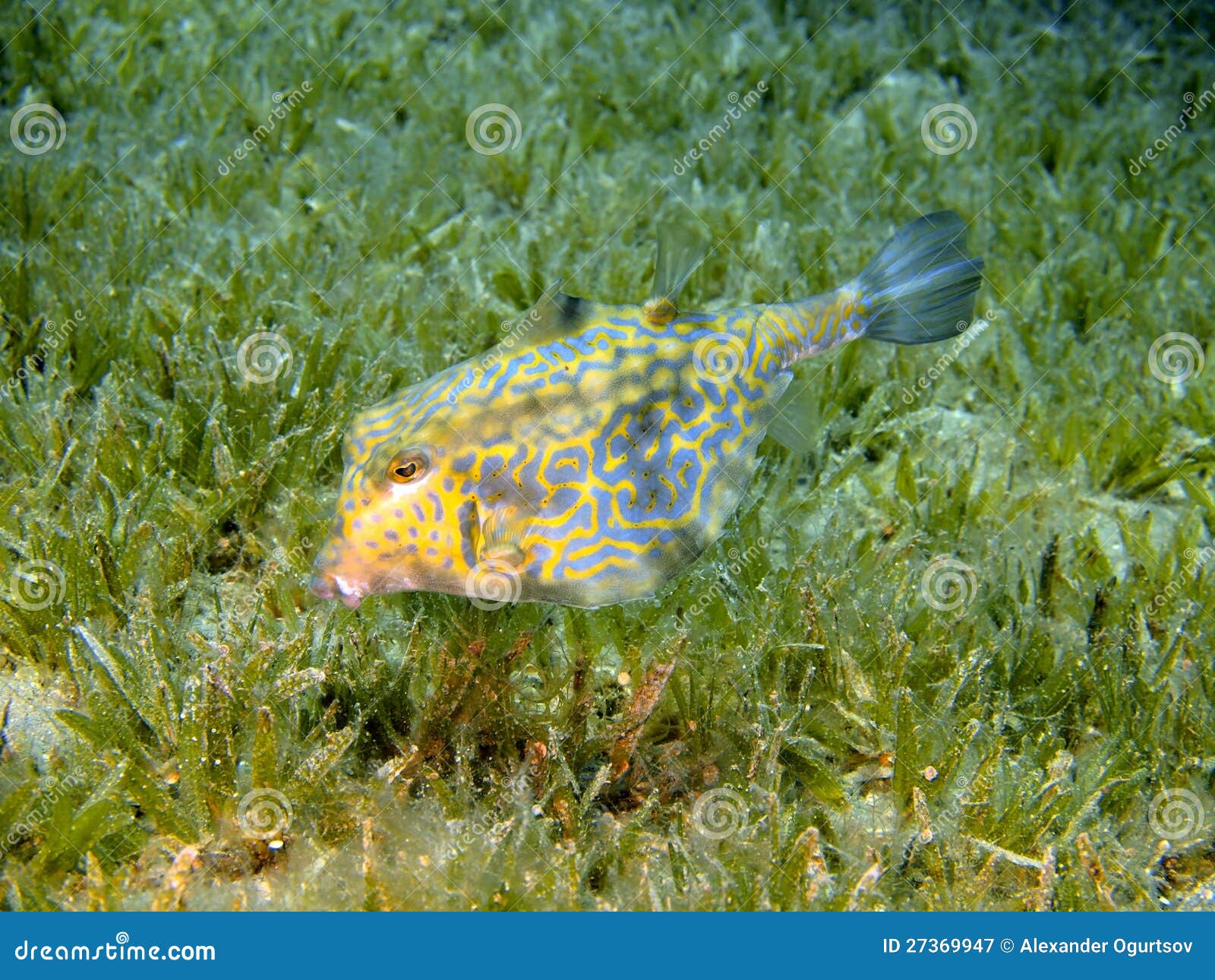 Boxfish stock image. Image of tropic, dive, organism - 27369947