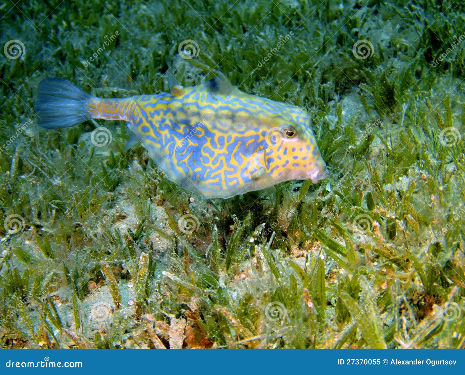 Boxfish stock image. Image of dive, world, ecosystem - 27370055