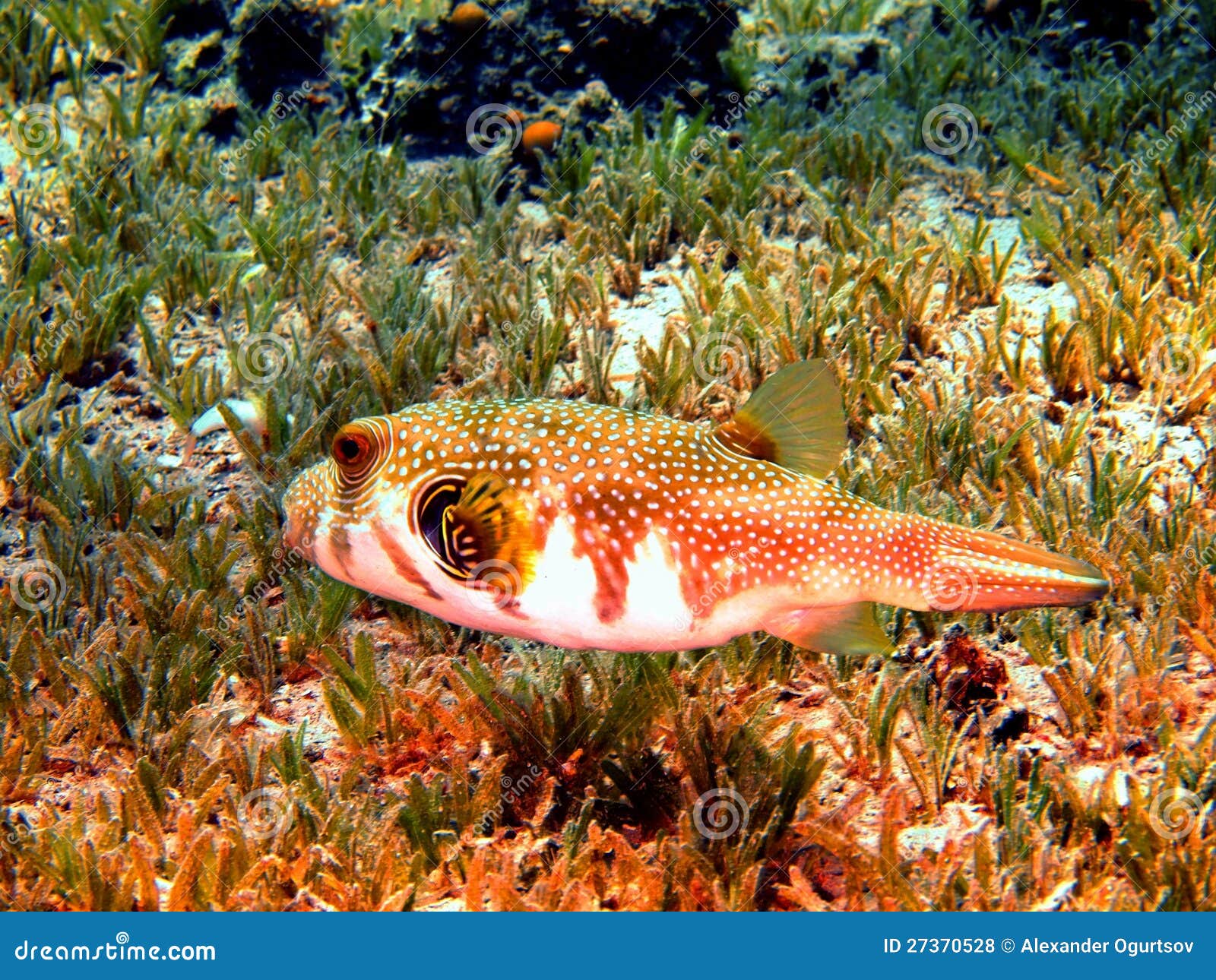 Boxfish stock photo. Image of organism, fish, coral, ecosystem - 27370528